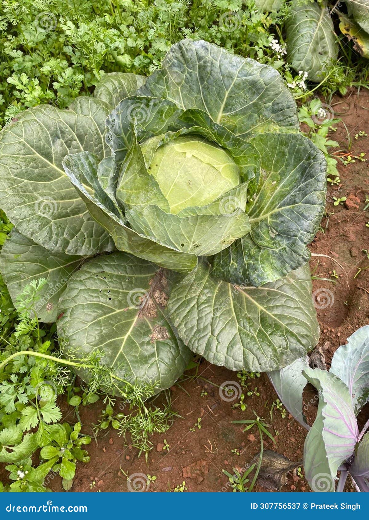 Cauliflower Cabbage Fresh Indian Vegetables in Field Stock Image ...