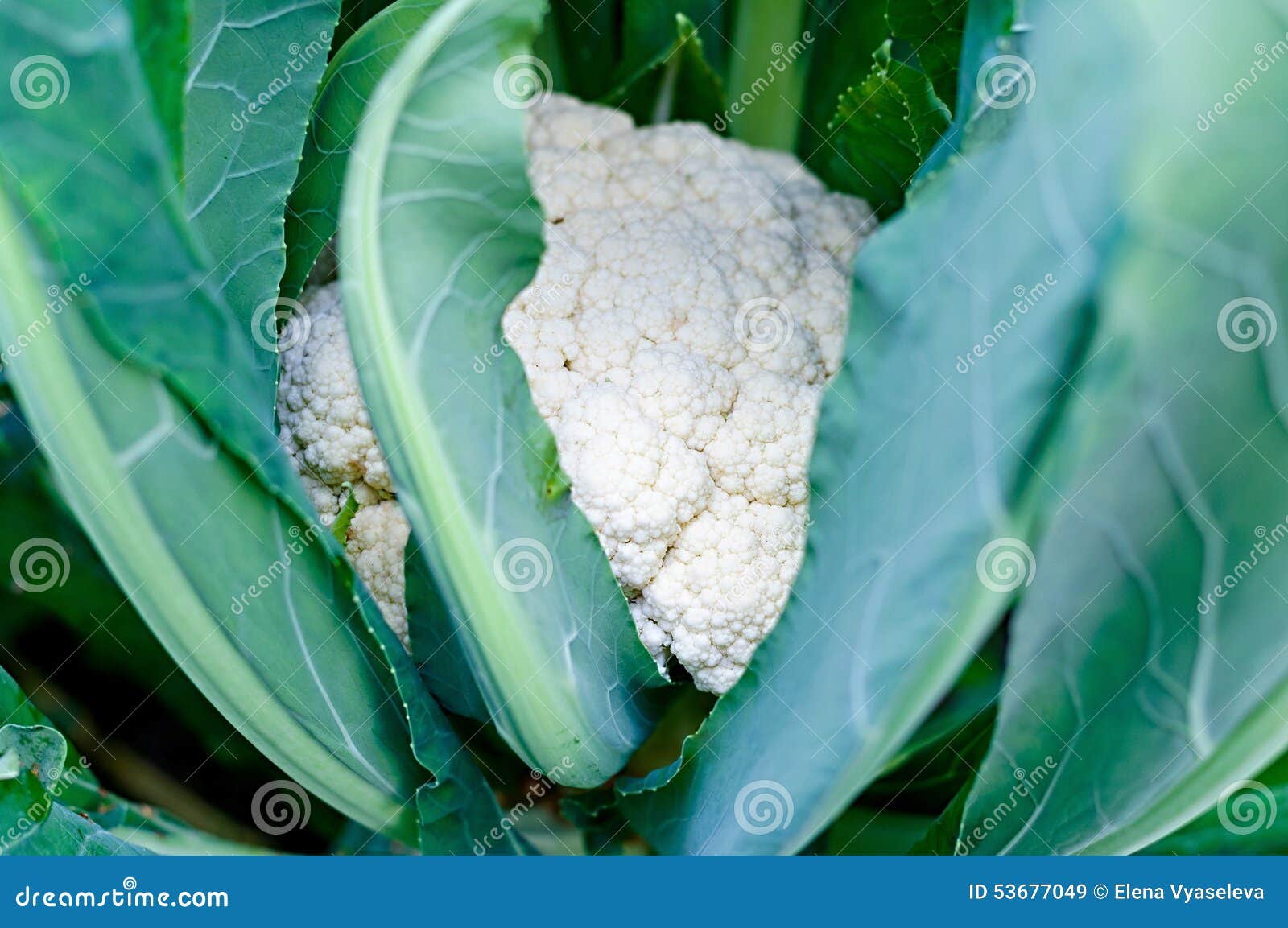 Cauliflower cabbage stock image. Image of color, brussels - 53677049