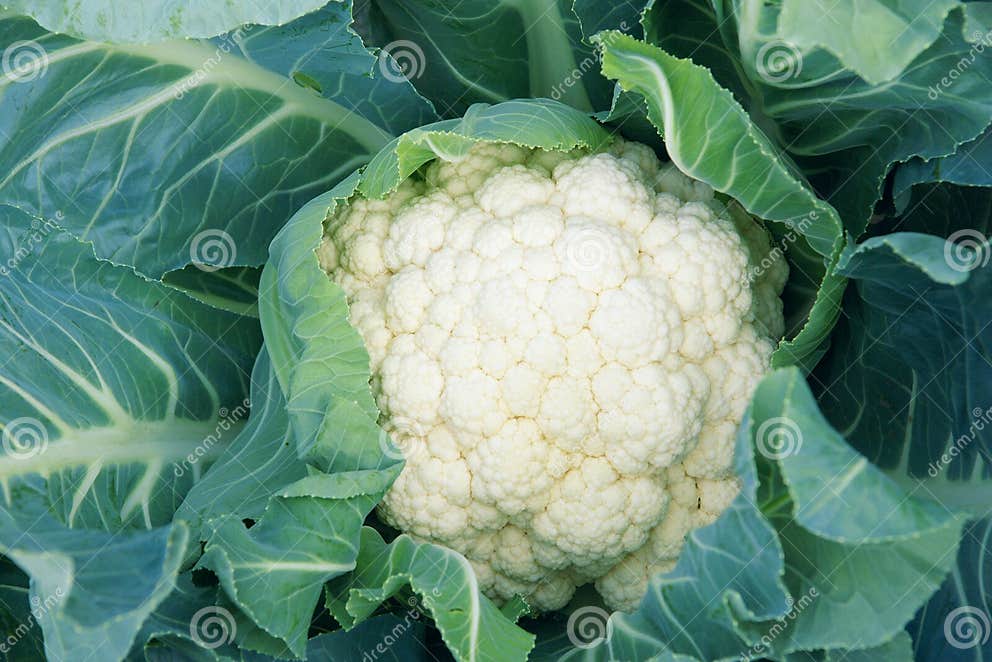 Cauliflower stock image. Image of green, edible, food - 41429499