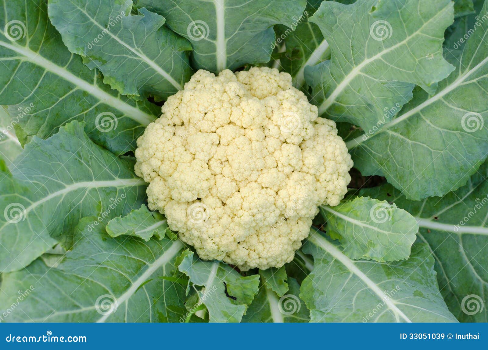 Cauliflower stock image. Image of gardening, green, nutrition - 33051039
