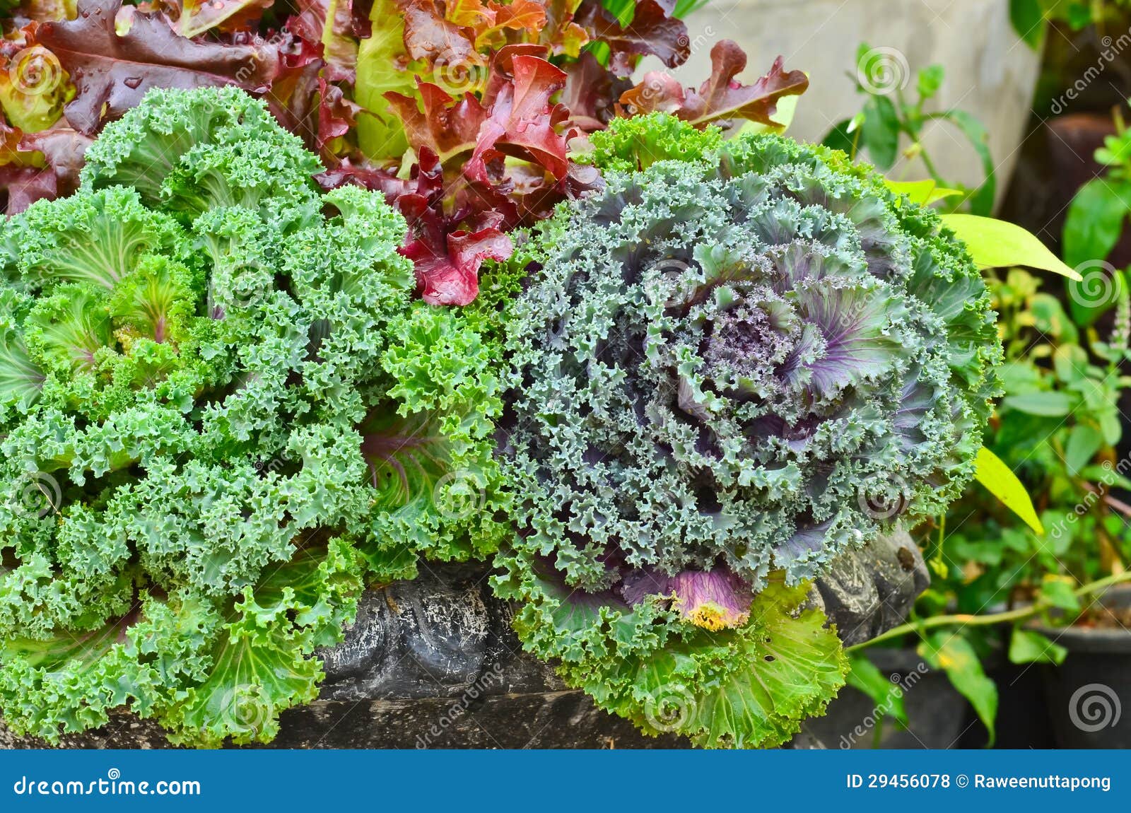 Cauliflower color stock photo. Image of curly, bright - 29456078