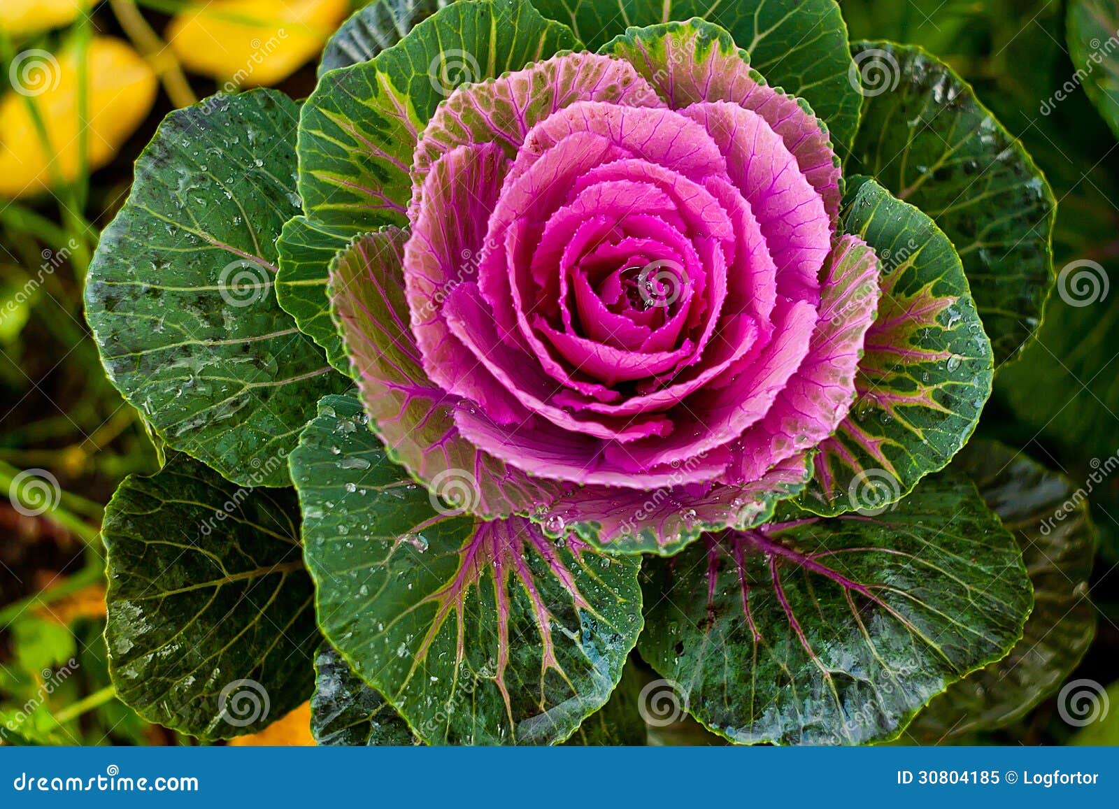 Cauliflower stock image. Image of freshness, orange, nature - 30804185