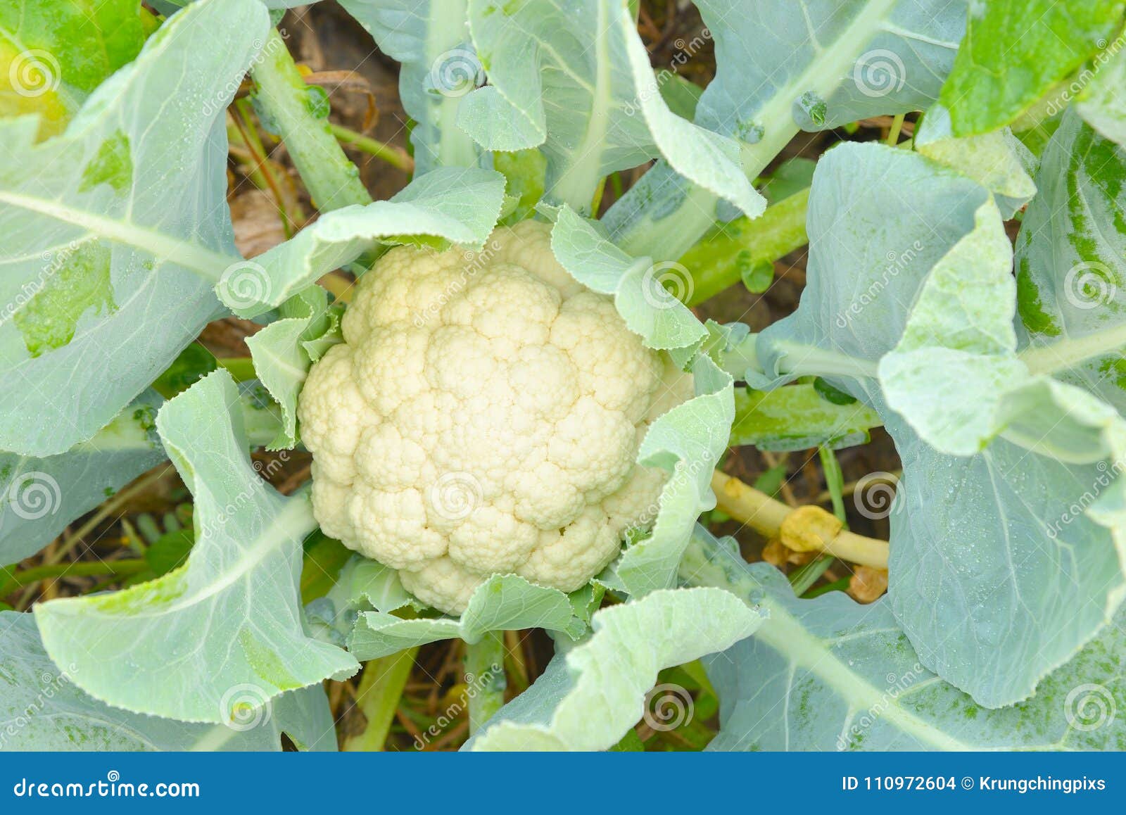 Cauliflower in the farm. stock photo. Image of natural - 110972604