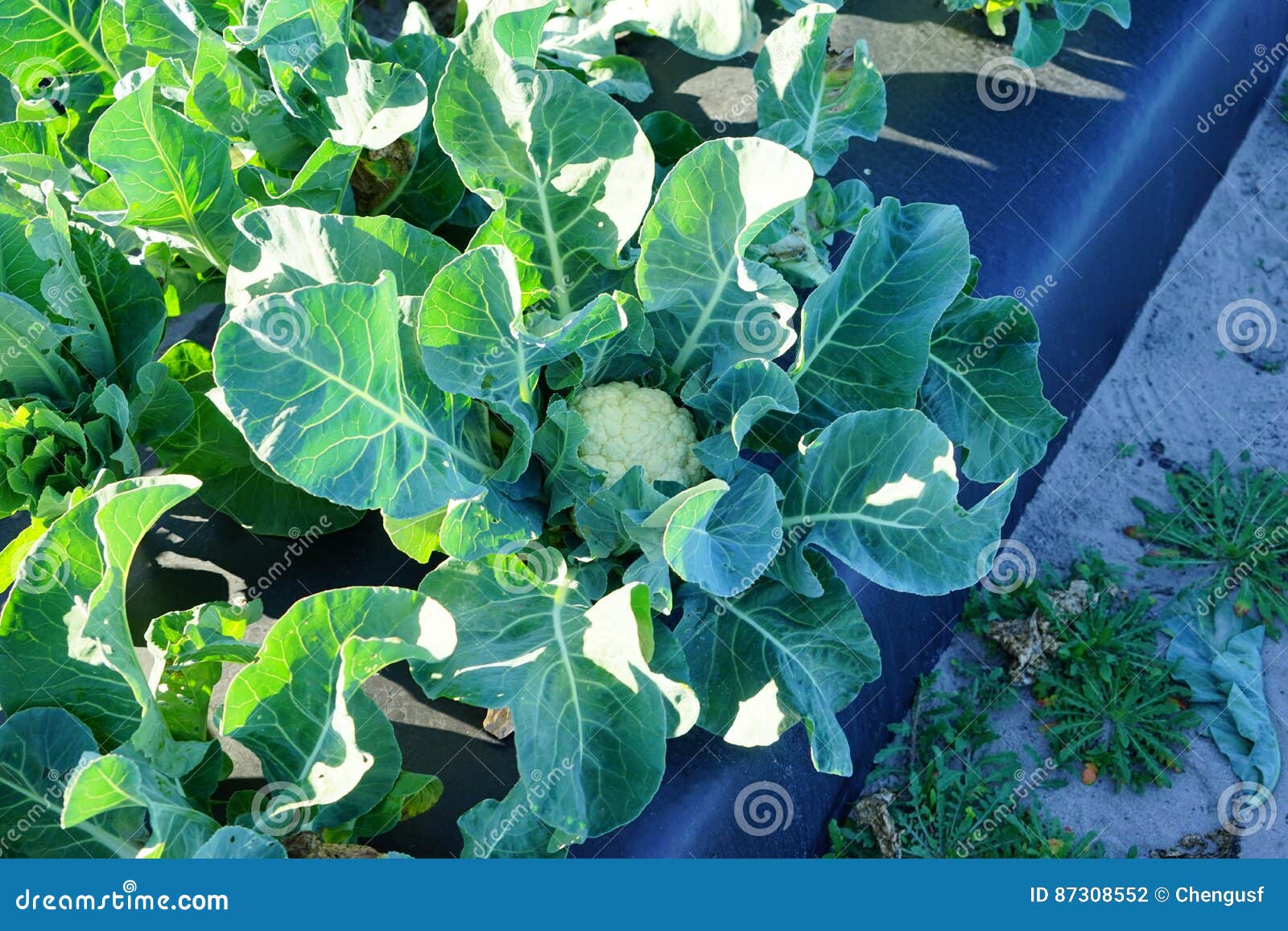 Cauliflower farm stock photo. Image of land, compost - 87308552