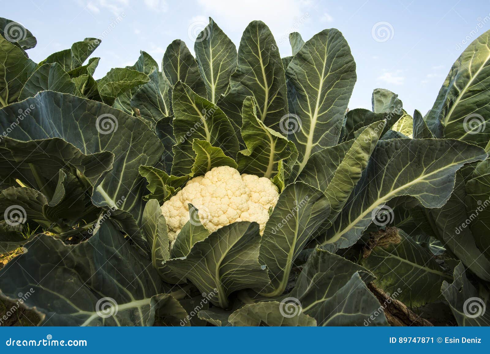 Cauliflower Field stock image. Image of agricultural - 89747871
