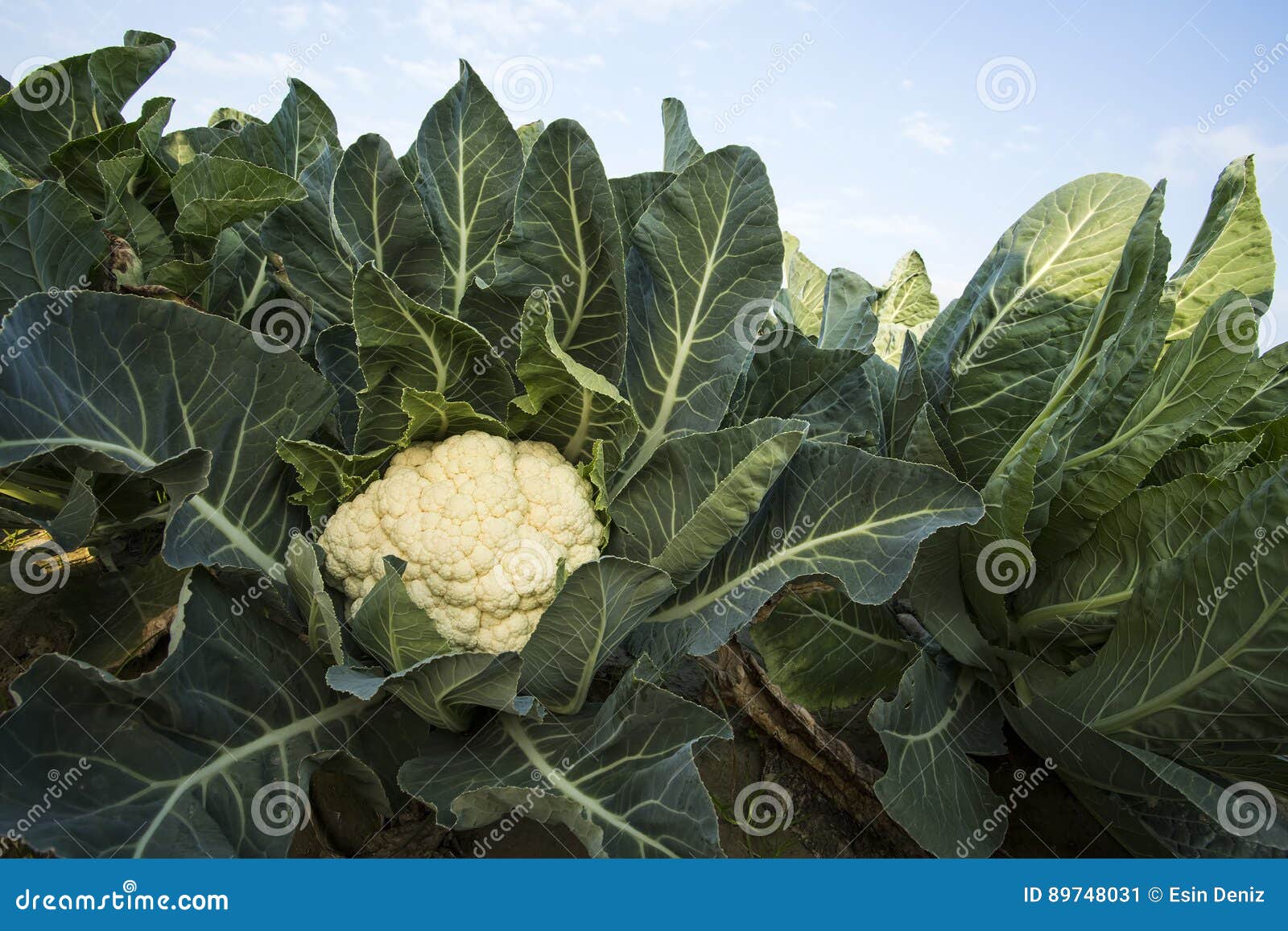 Cauliflower Field stock image. Image of agriculture, garden - 89748031