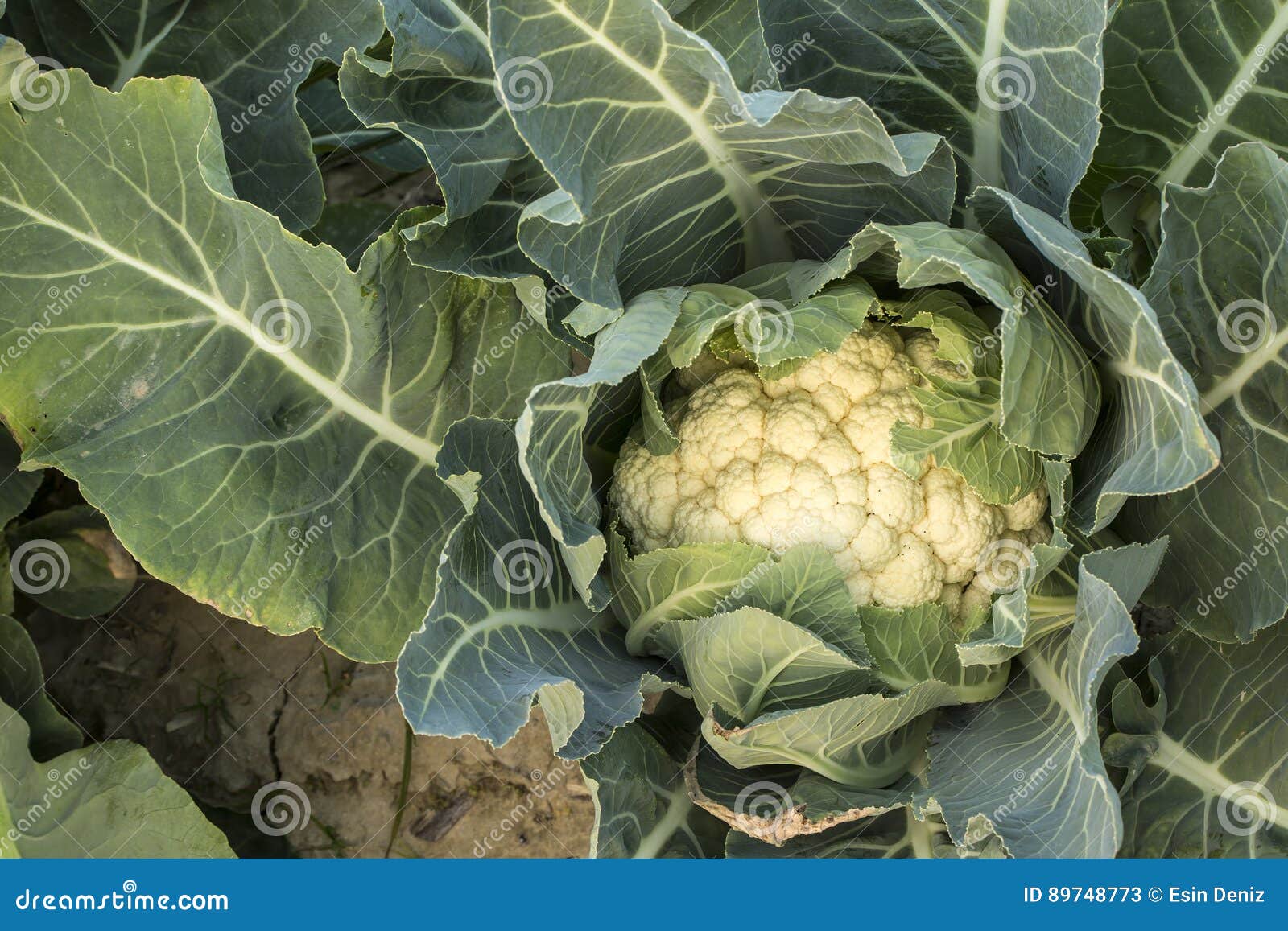Cauliflower Field stock image. Image of vegetables, aquaculture - 89748773