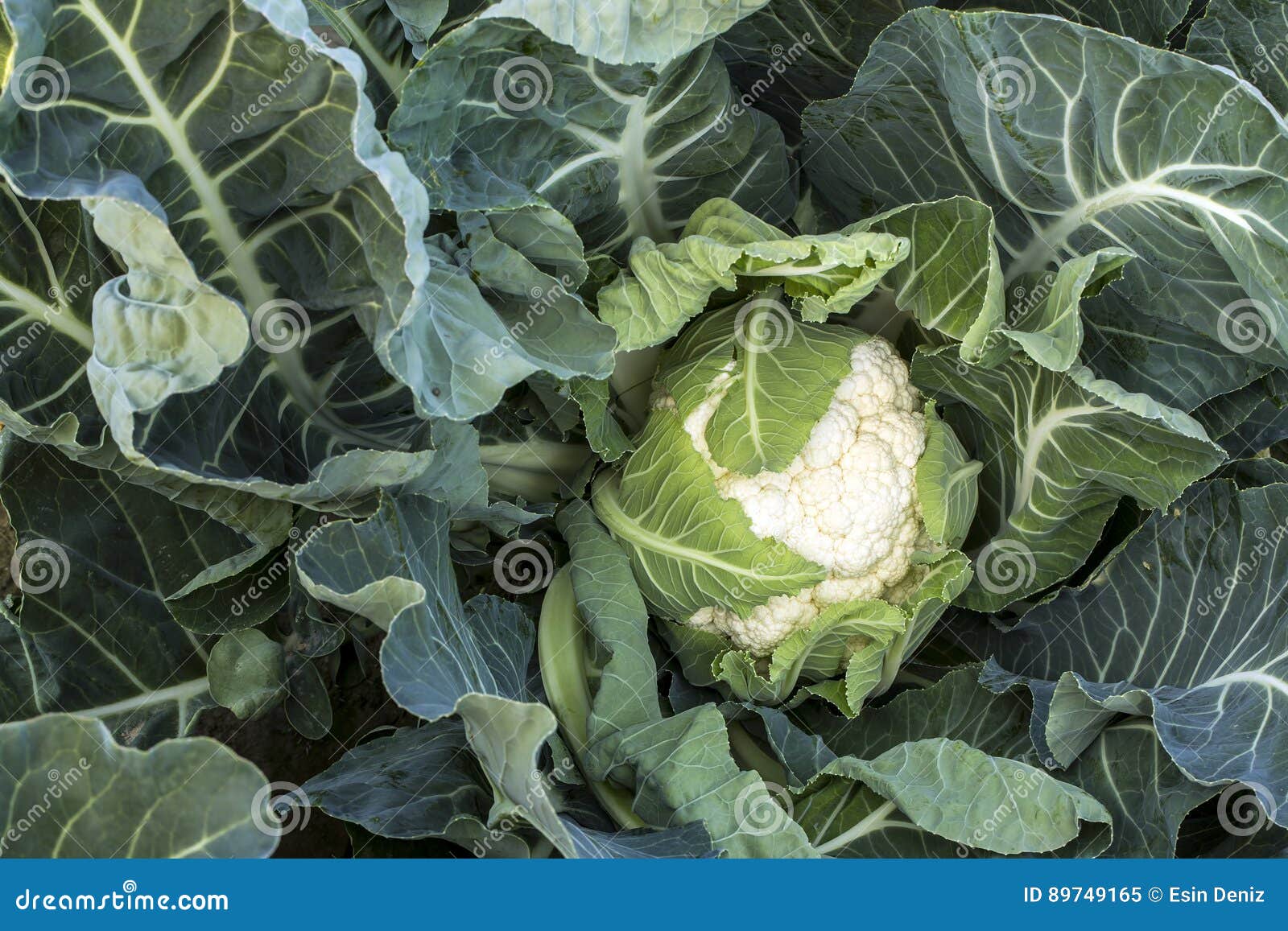 Cauliflower Field stock image. Image of fresh, vegetables - 89749165