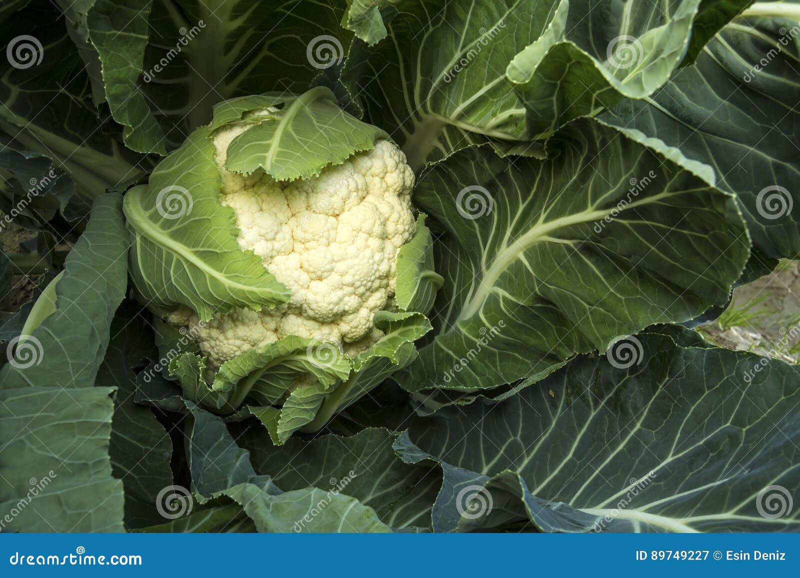 Cauliflower Field stock image. Image of cauliflower, farmer - 89749227