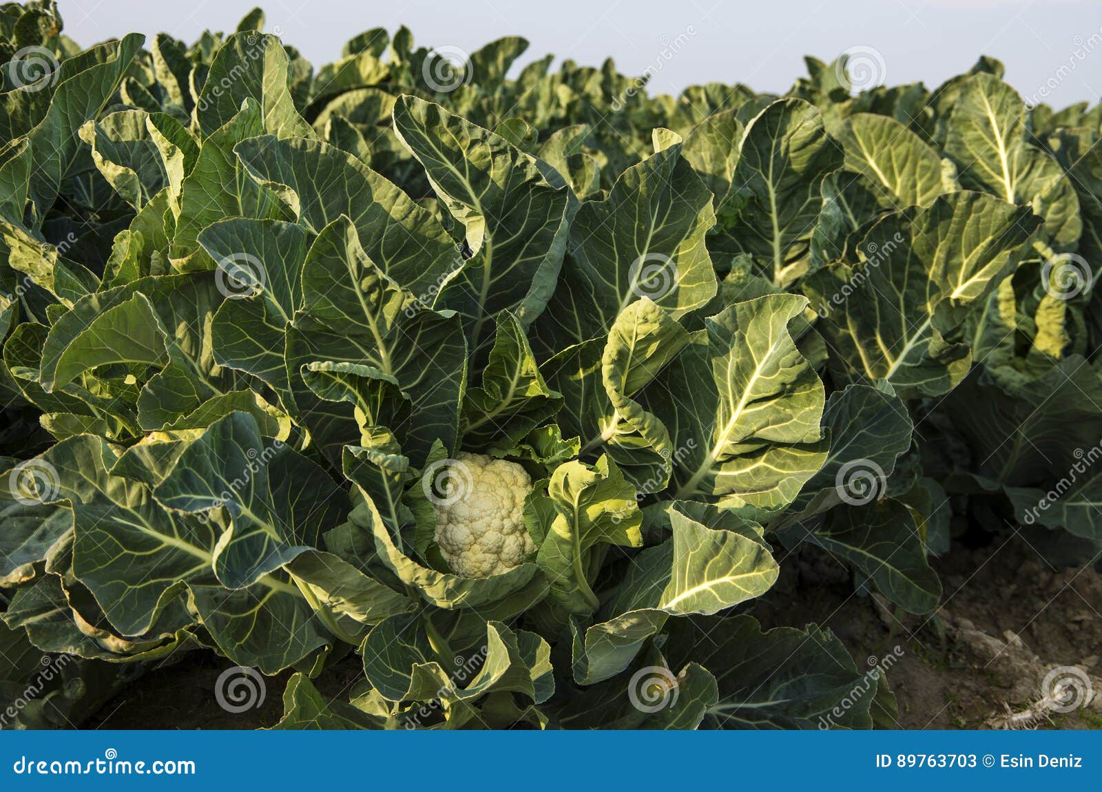Cauliflower Field stock image. Image of garden, branch - 89763703