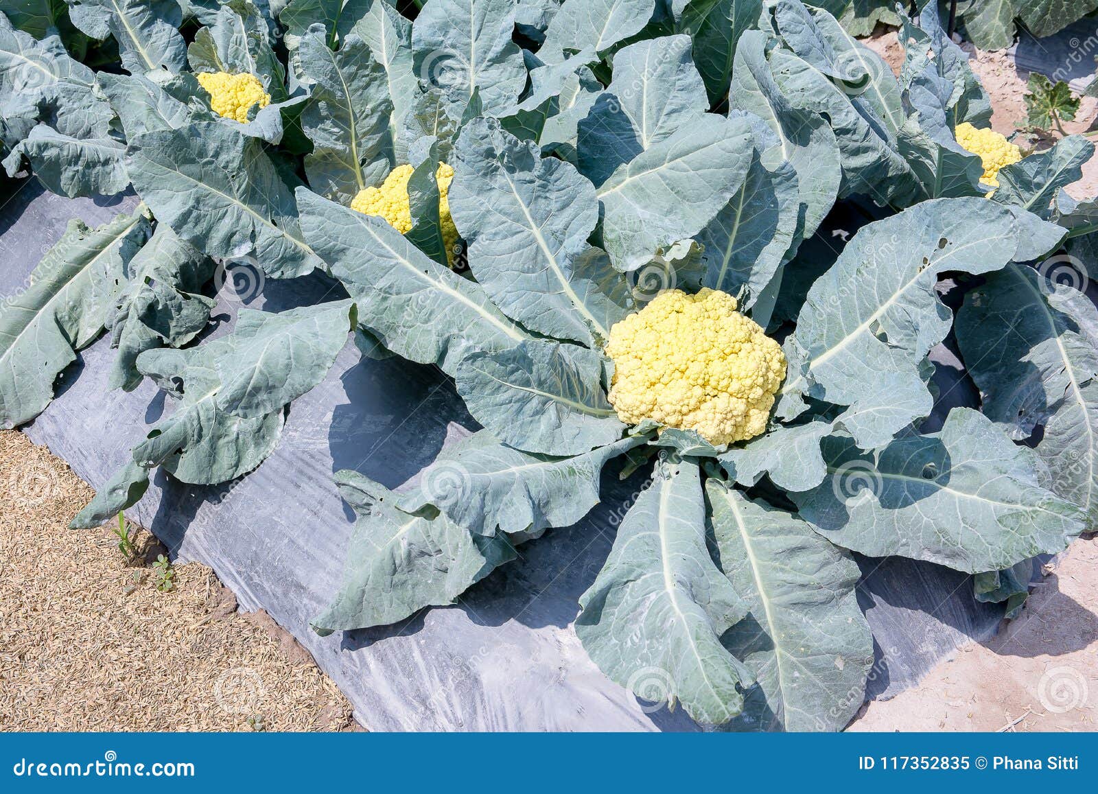 Cauliflower Field on the Sunlight Stock Image - Image of field ...