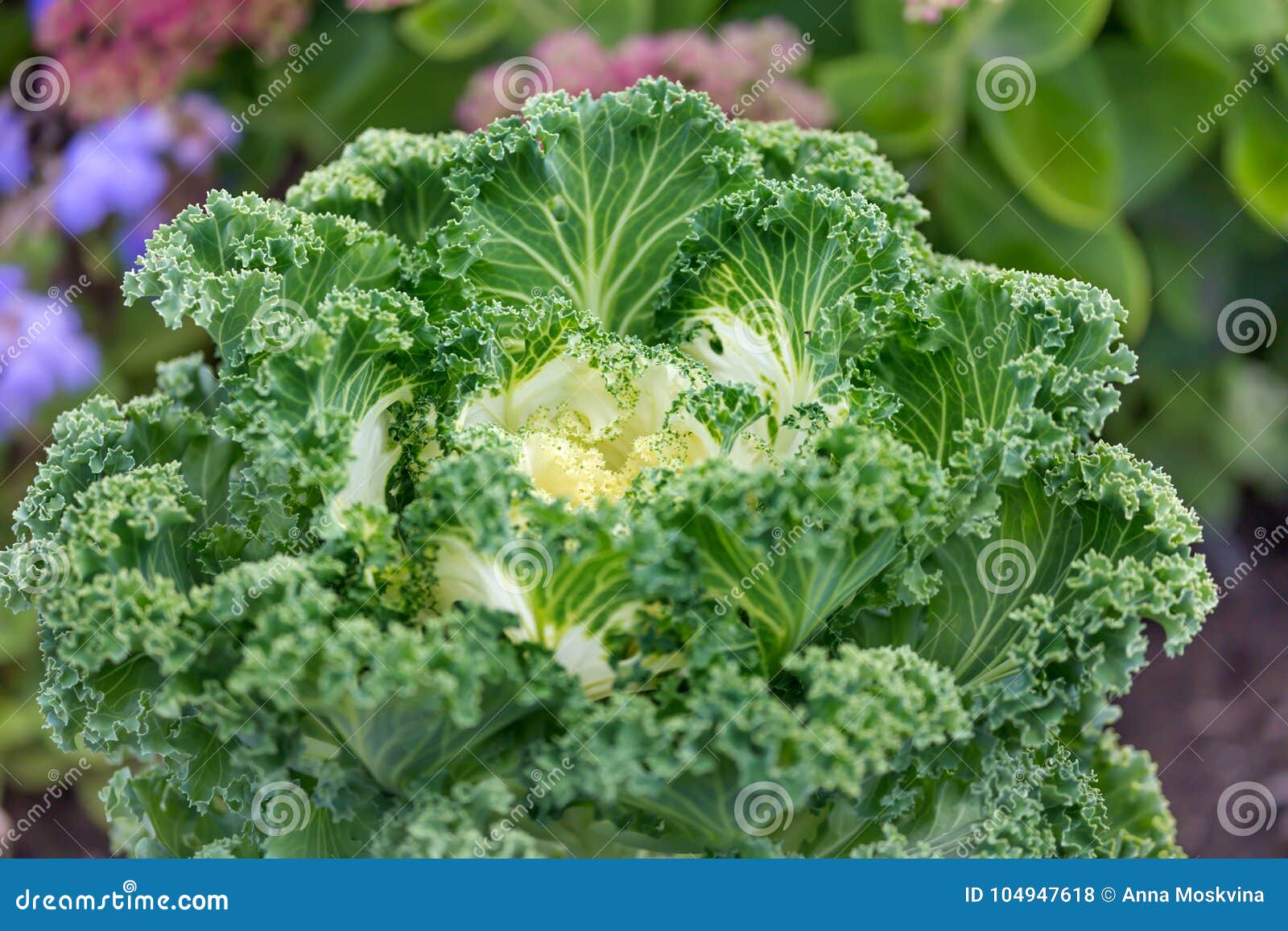 Cauliflower, Fresh Decorative Cabbage Stock Photo - Image of botany ...