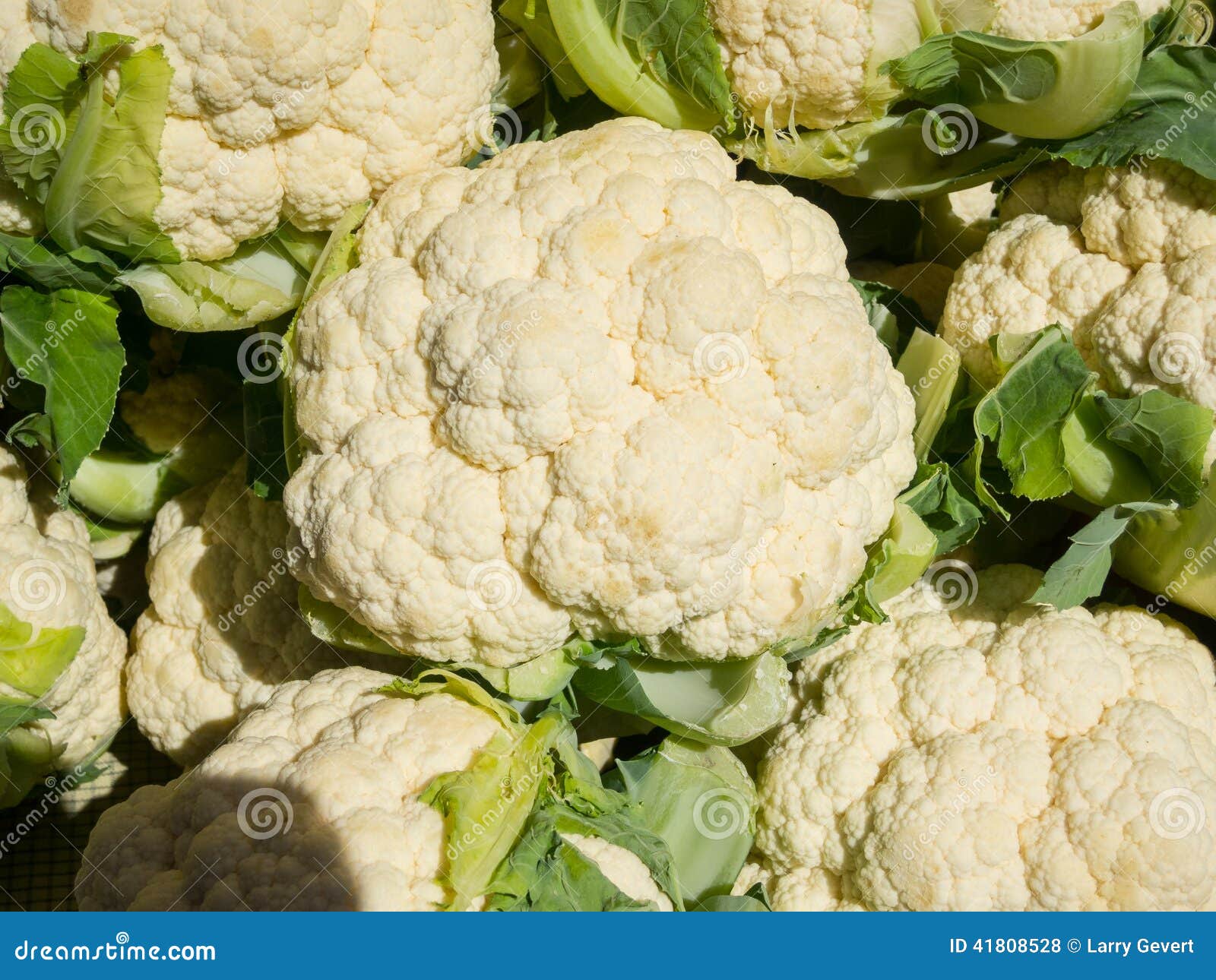Cauliflower stock photo. Image of decorative, diet, farming - 41808528
