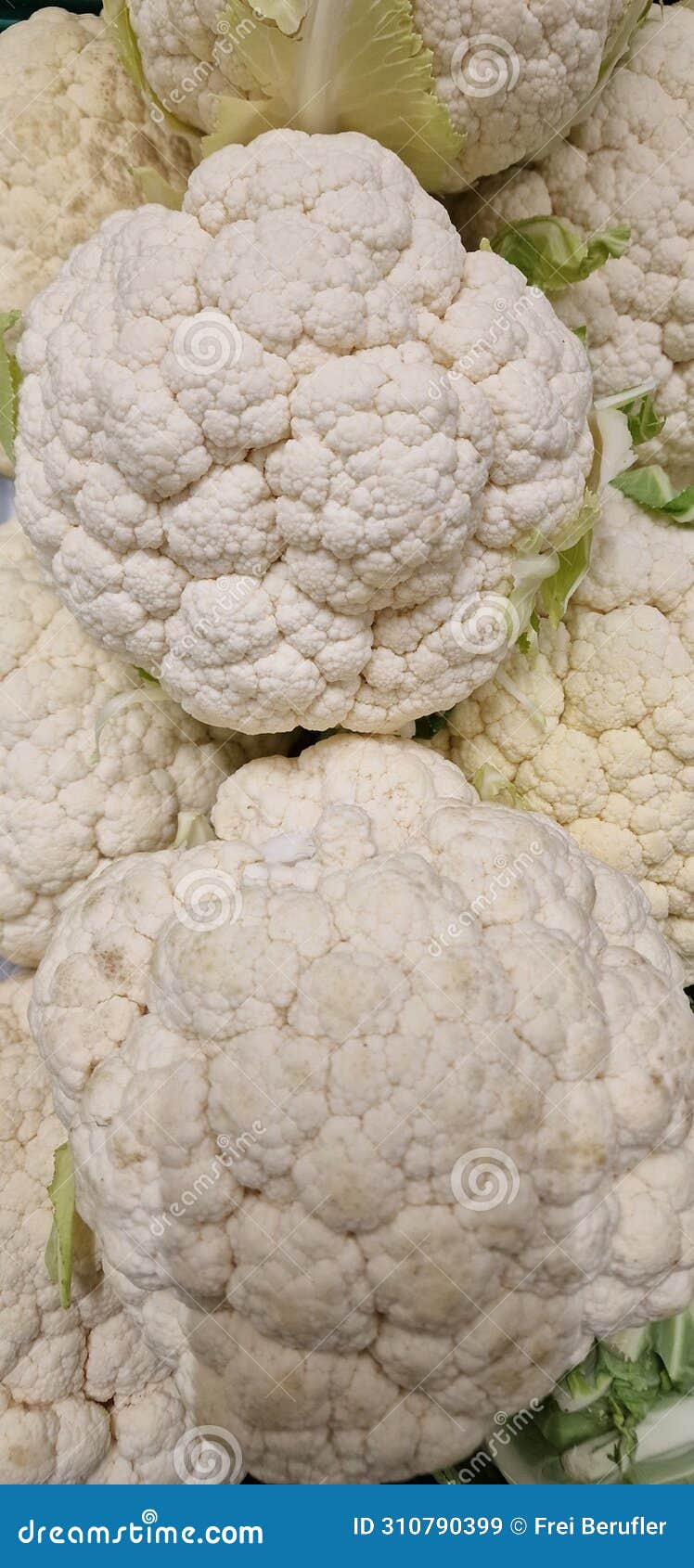 Cauliflower is Fresh, Pure White and Has a Typical Mountain-like ...