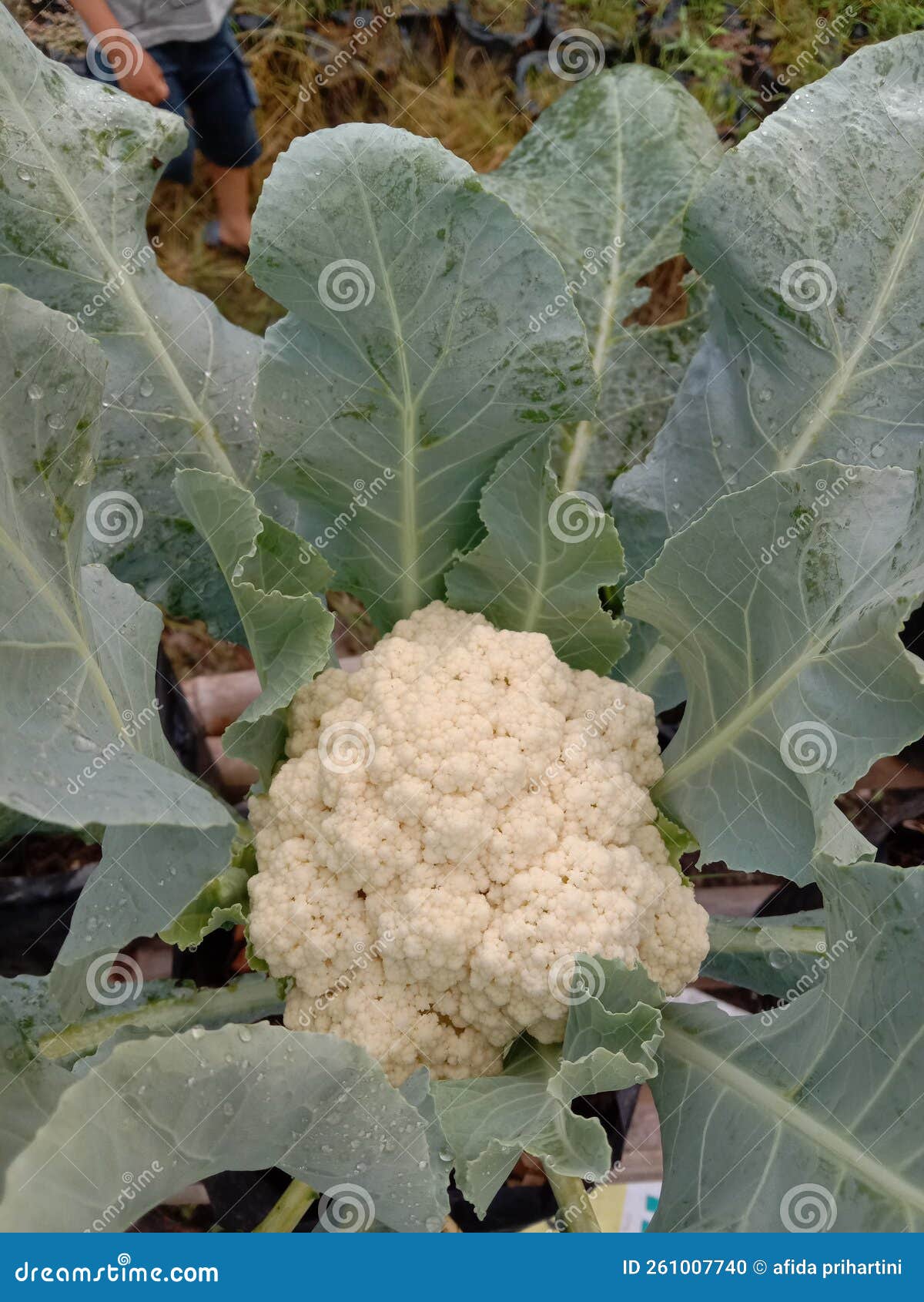 Cauliflower stock photo. Image of gardening, tree, growth - 261007740