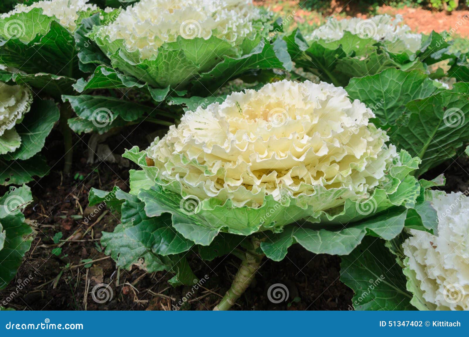 Cauliflower stock photo. Image of agriculture, natural - 51347402