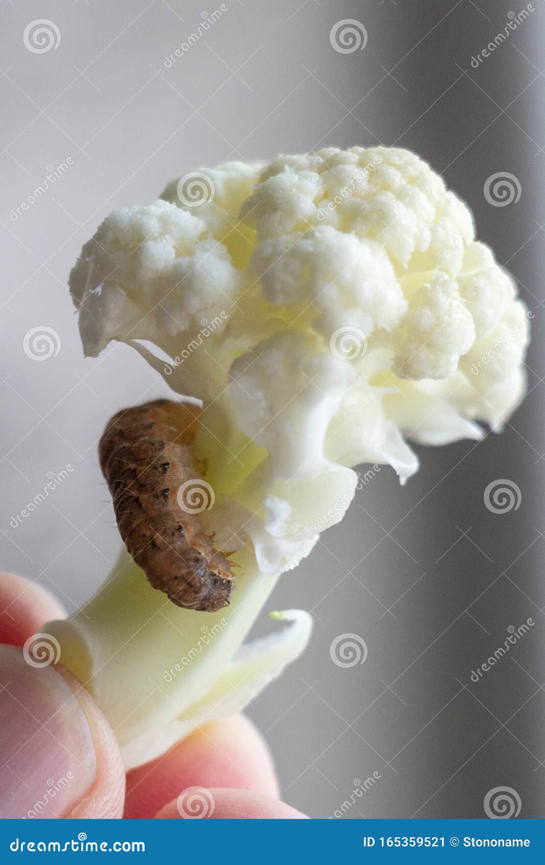 Cauliflower on a Grey Background. Brown Big Caterpillar on Cauliflower ...