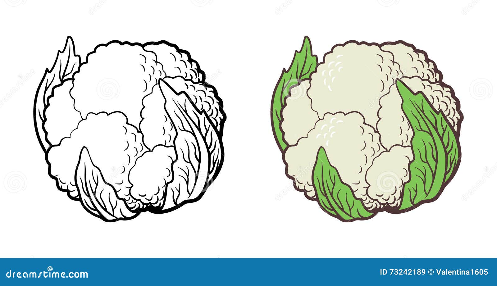 Cauliflower illustration stock vector. Illustration of garden - 73242189