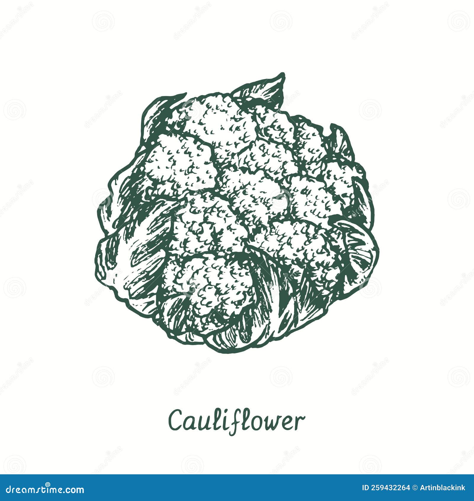 Cauliflower. Ink Black and White Doodle Drawing Stock Vector ...