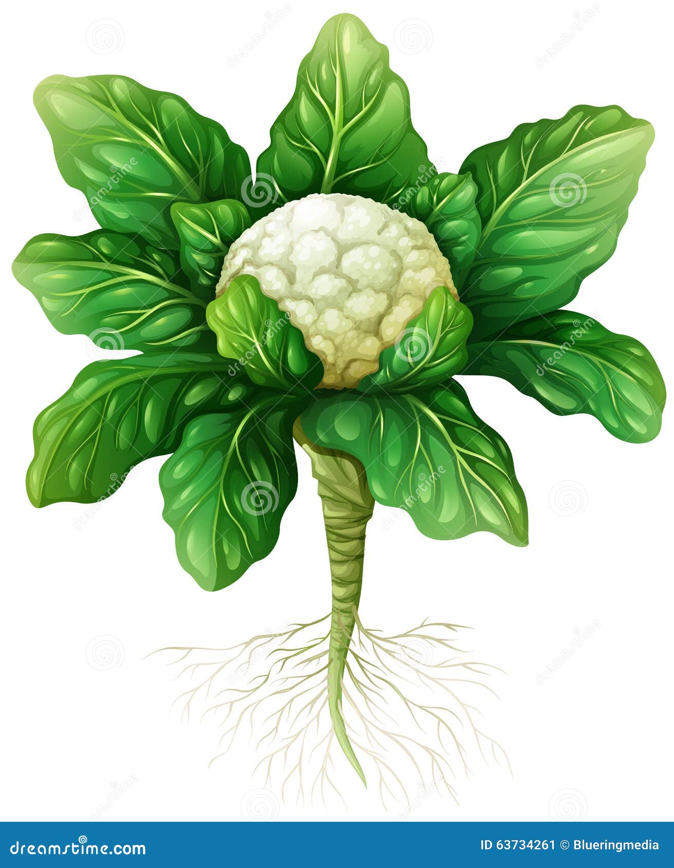 Cauliflower with Leaves and Roots Stock Vector - Illustration of ...