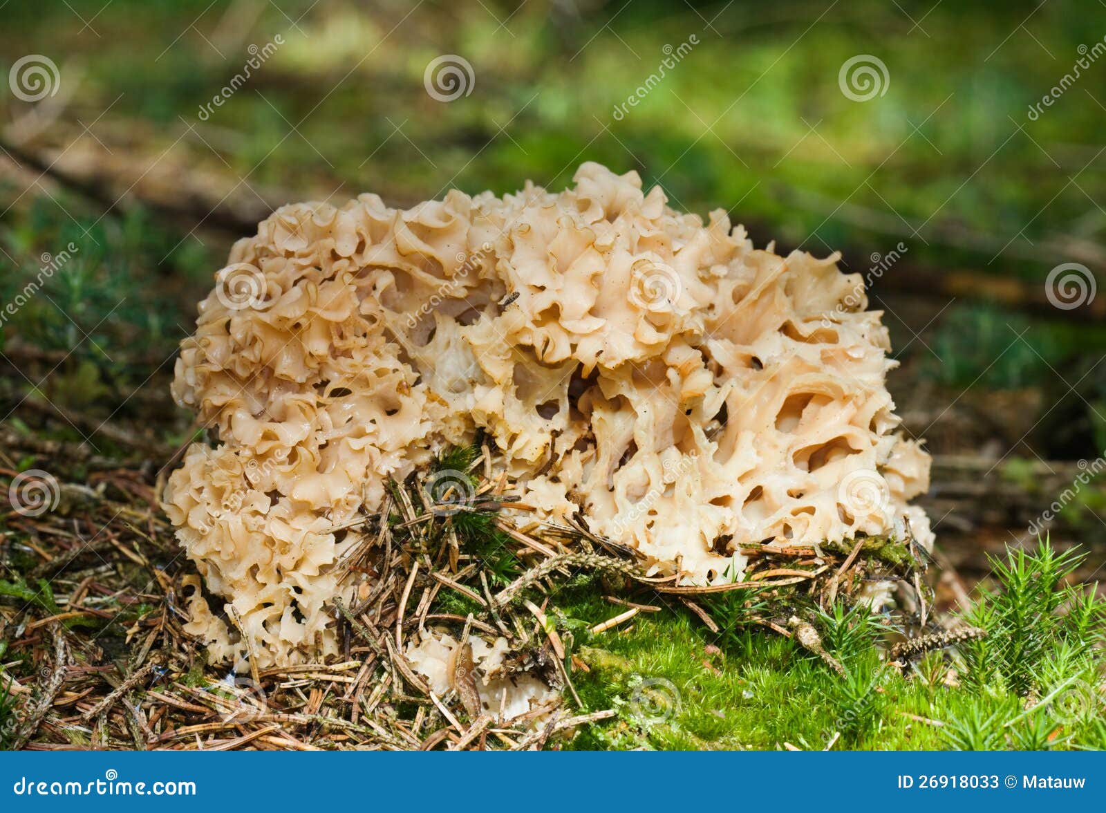 Cauliflower mushroom stock image. Image of cauliflower - 26918033