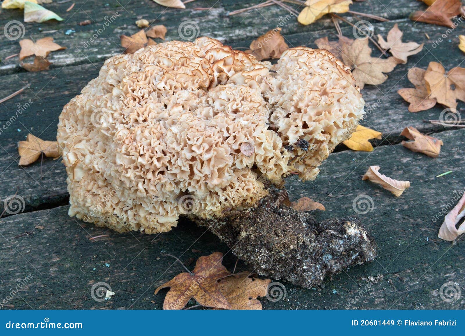 Cauliflower Mushroom, Sparassis Crispa Stock Image - Image of america ...