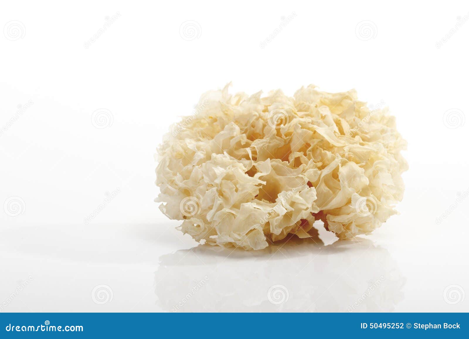 Cauliflower Mushroom (Sparassis Crispa) Stock Photo - Image of white ...