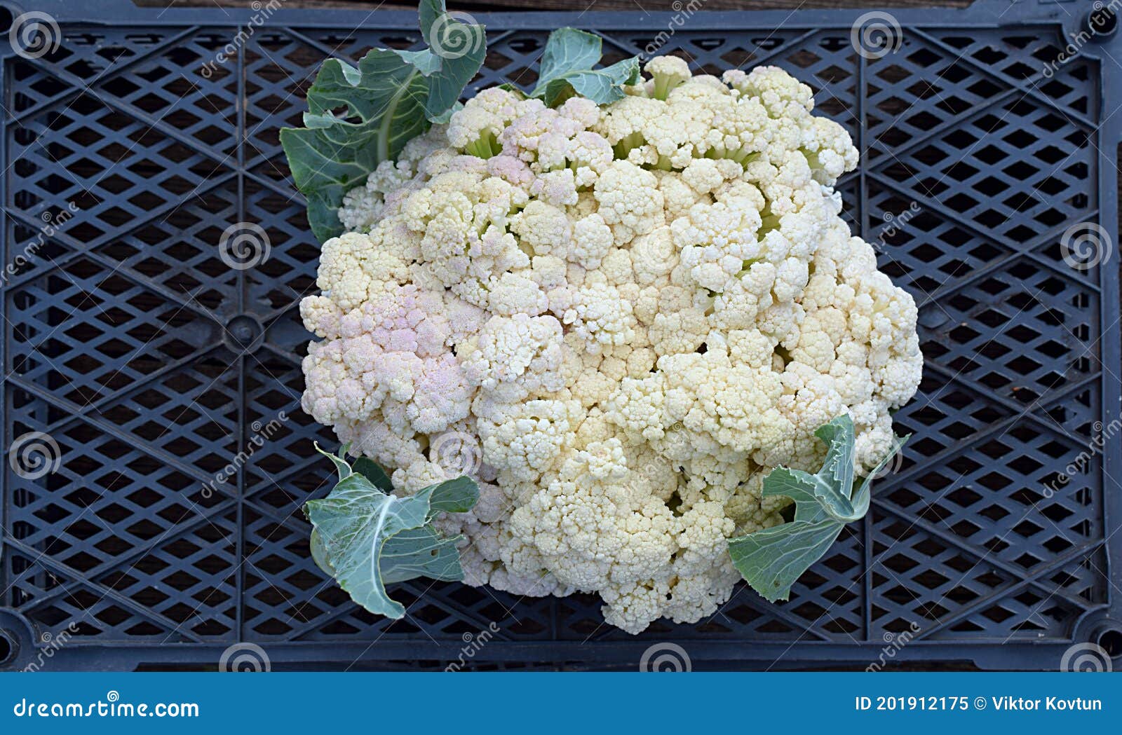 Cauliflower on a Plastic Box Stock Image - Image of fresh, edible ...