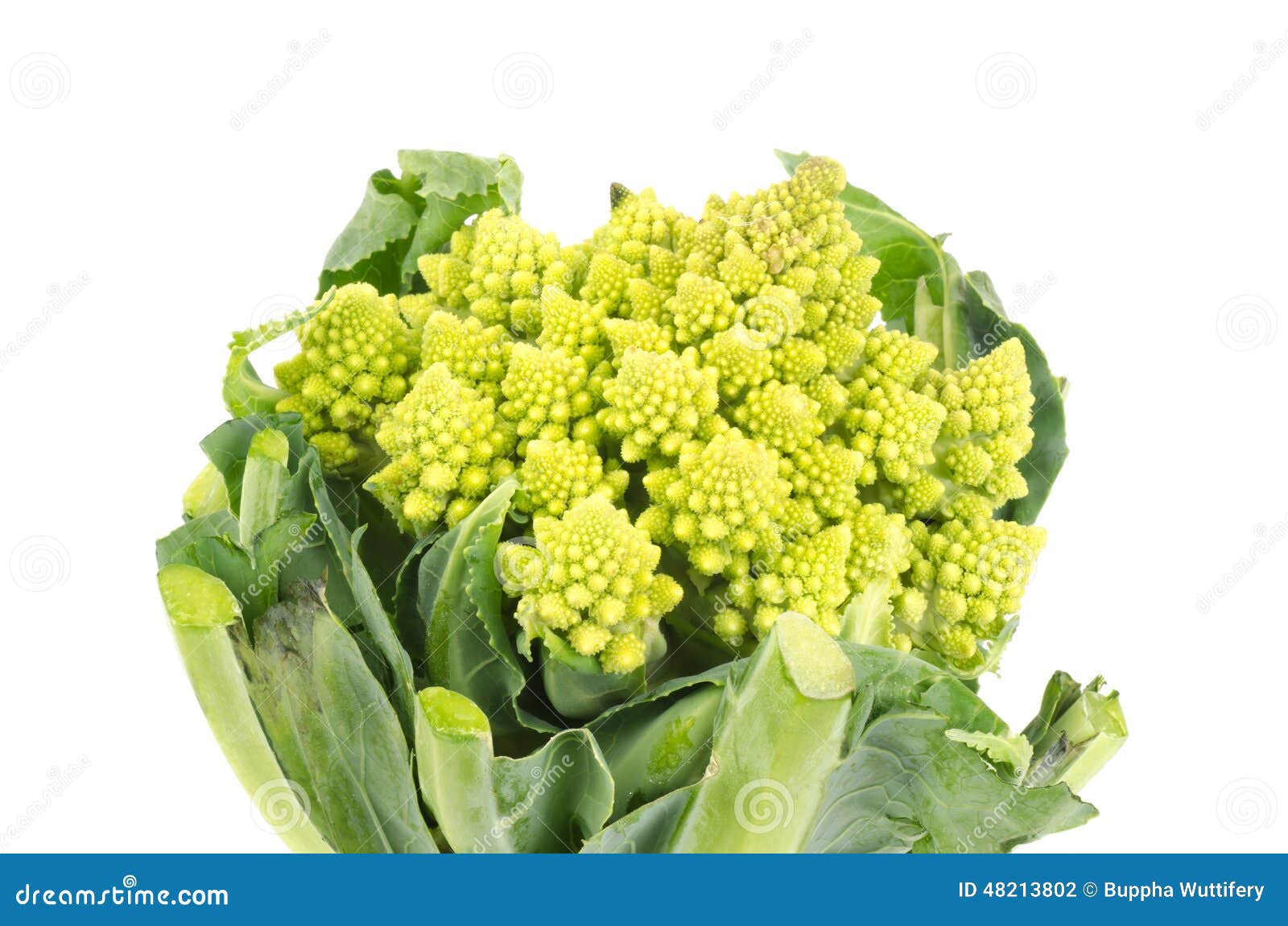 Cauliflower Romanesco stock photo. Image of vegetable - 48213802