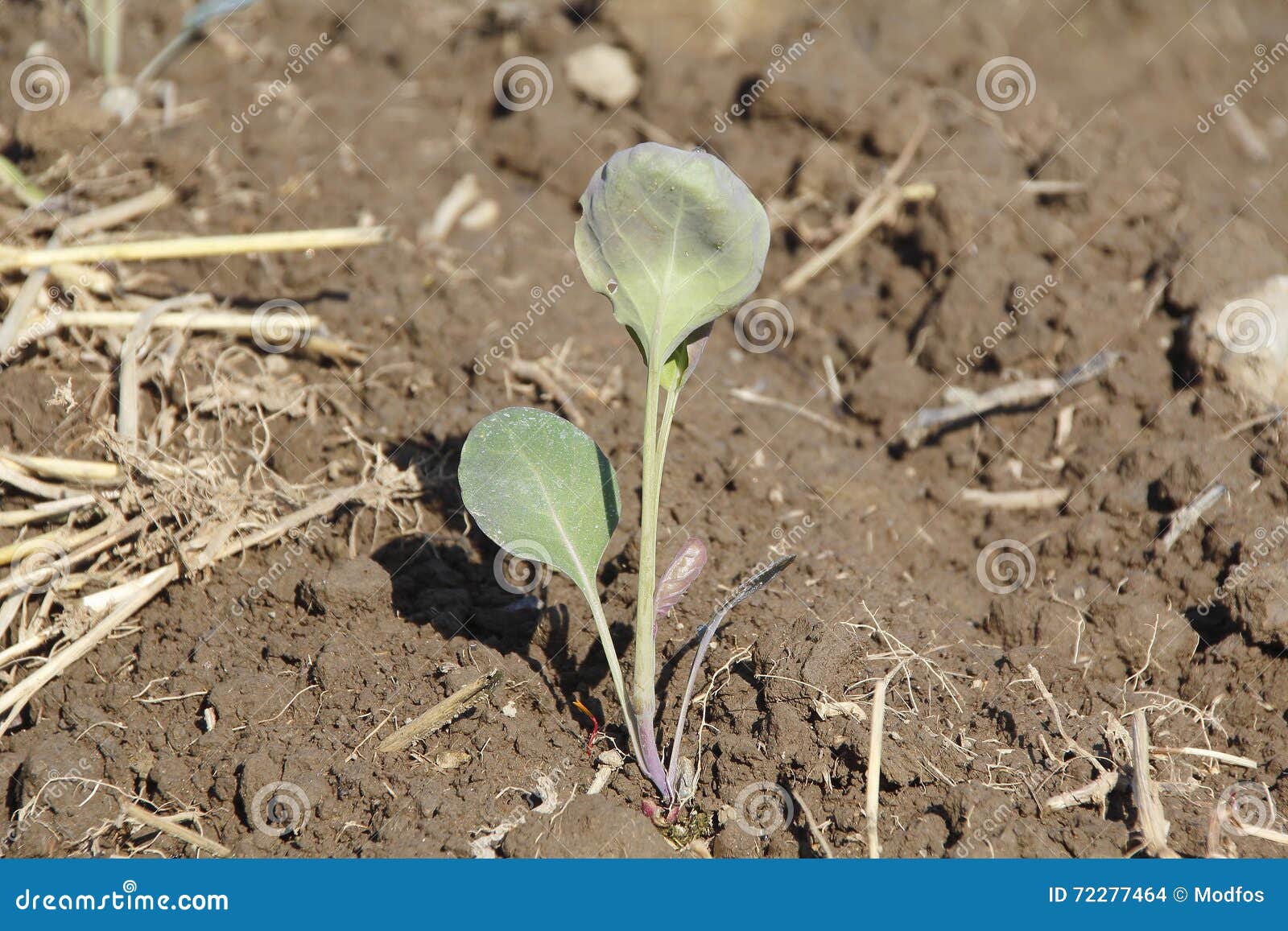 Cauliflower Seedling stock photo. Image of produce, crop - 72277464