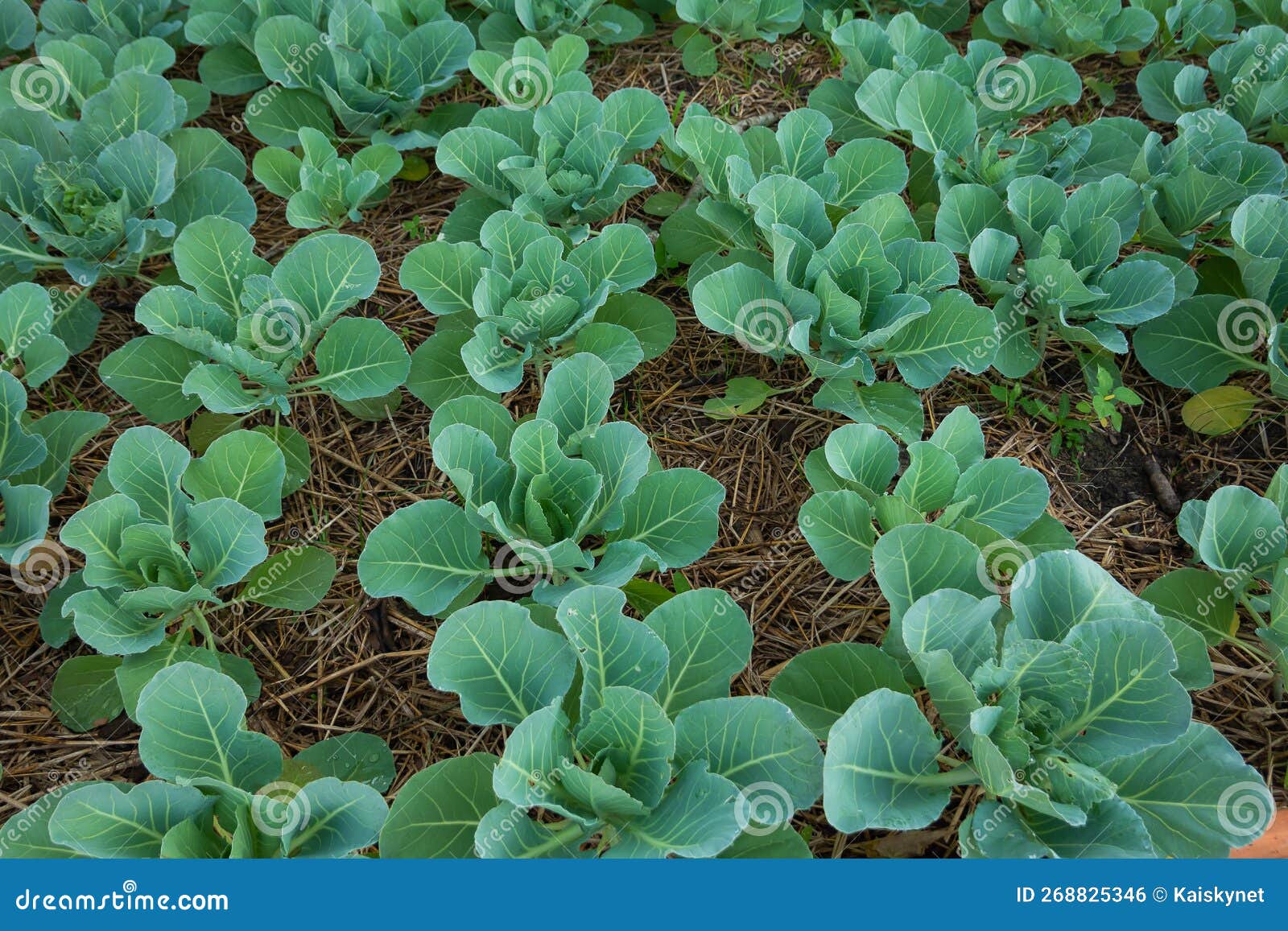 A Cauliflower Starting To Grow within Its Protective Leaves Stock Photo ...