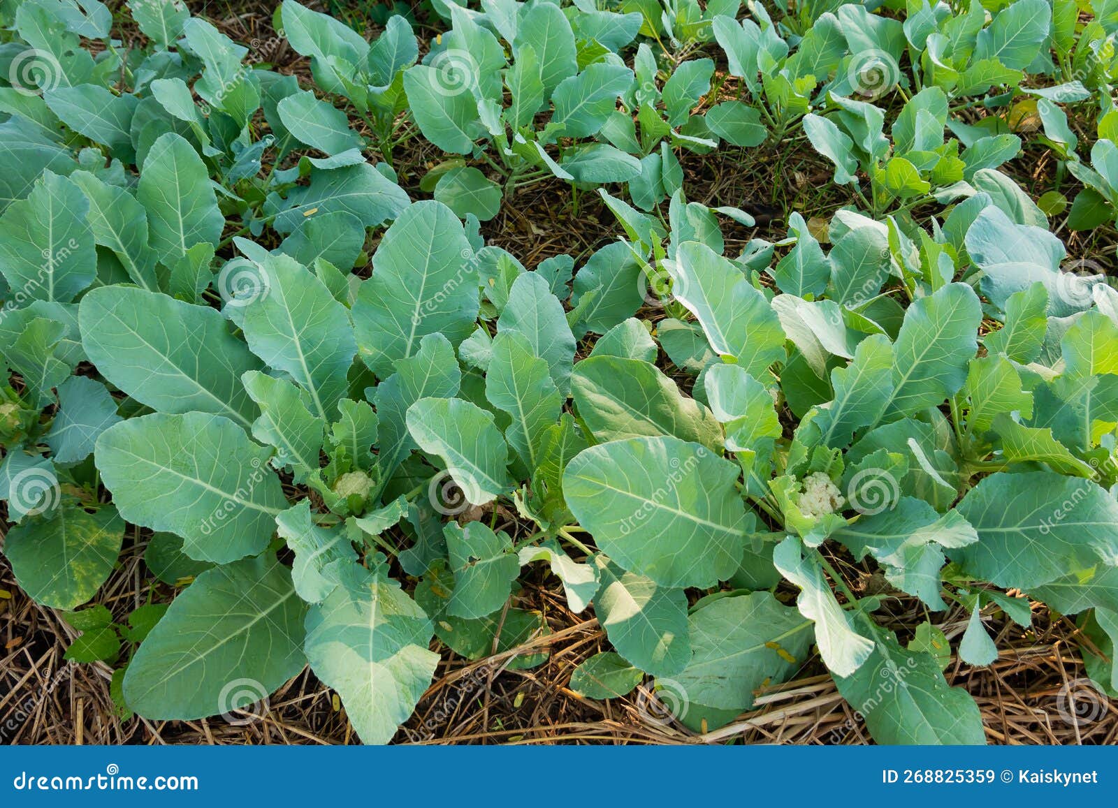 A Cauliflower Starting To Grow within Its Protective Leaves Stock Image ...