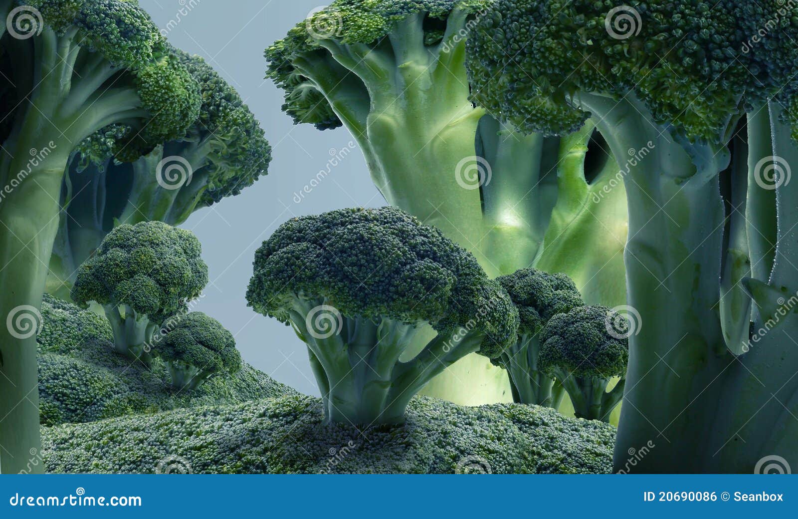 Cauliflower tree stock photo. Image of lettuce, vegetable - 20690086