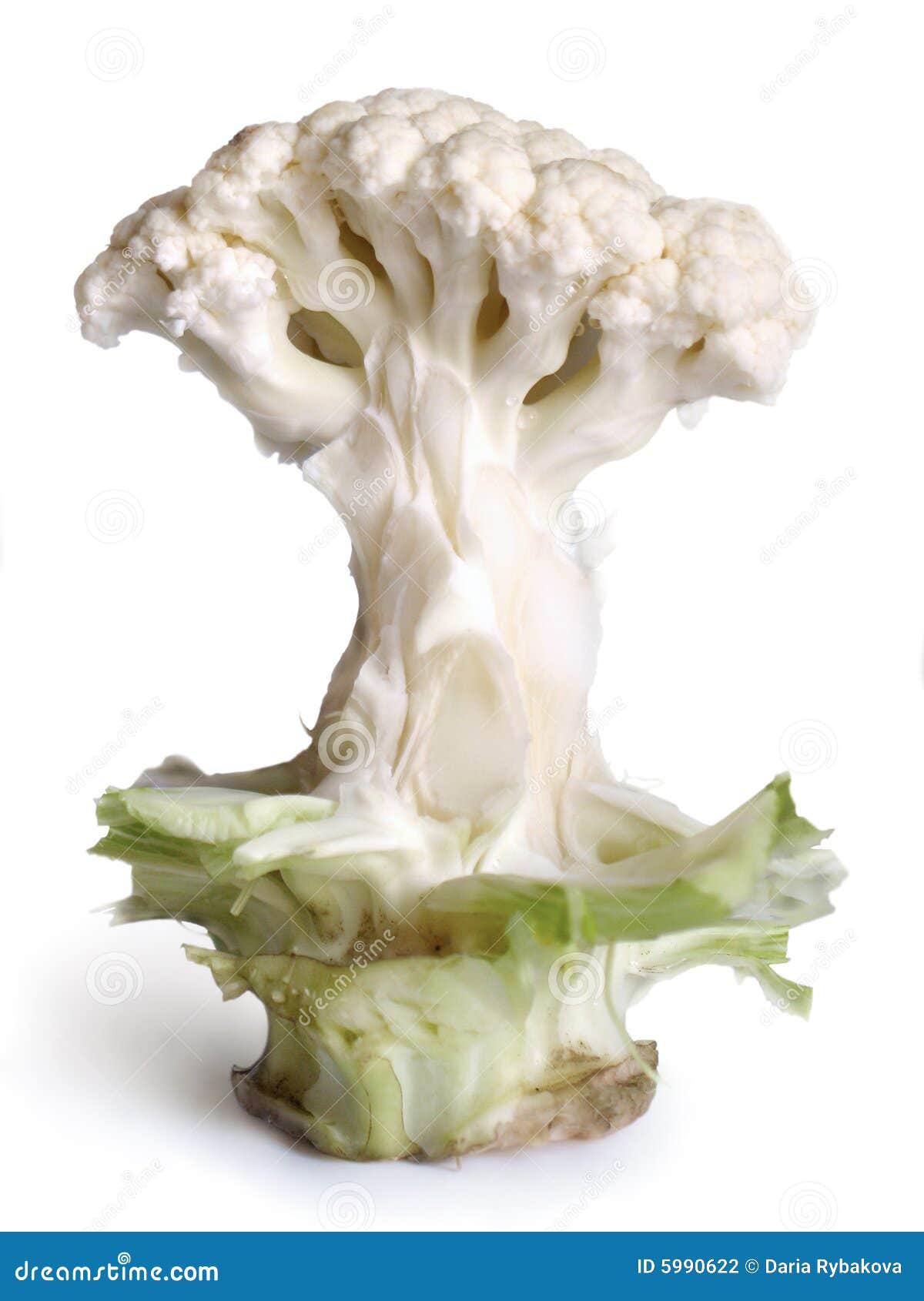 Cauliflower tree stock photo. Image of gnaw, bole, cabbage - 5990622