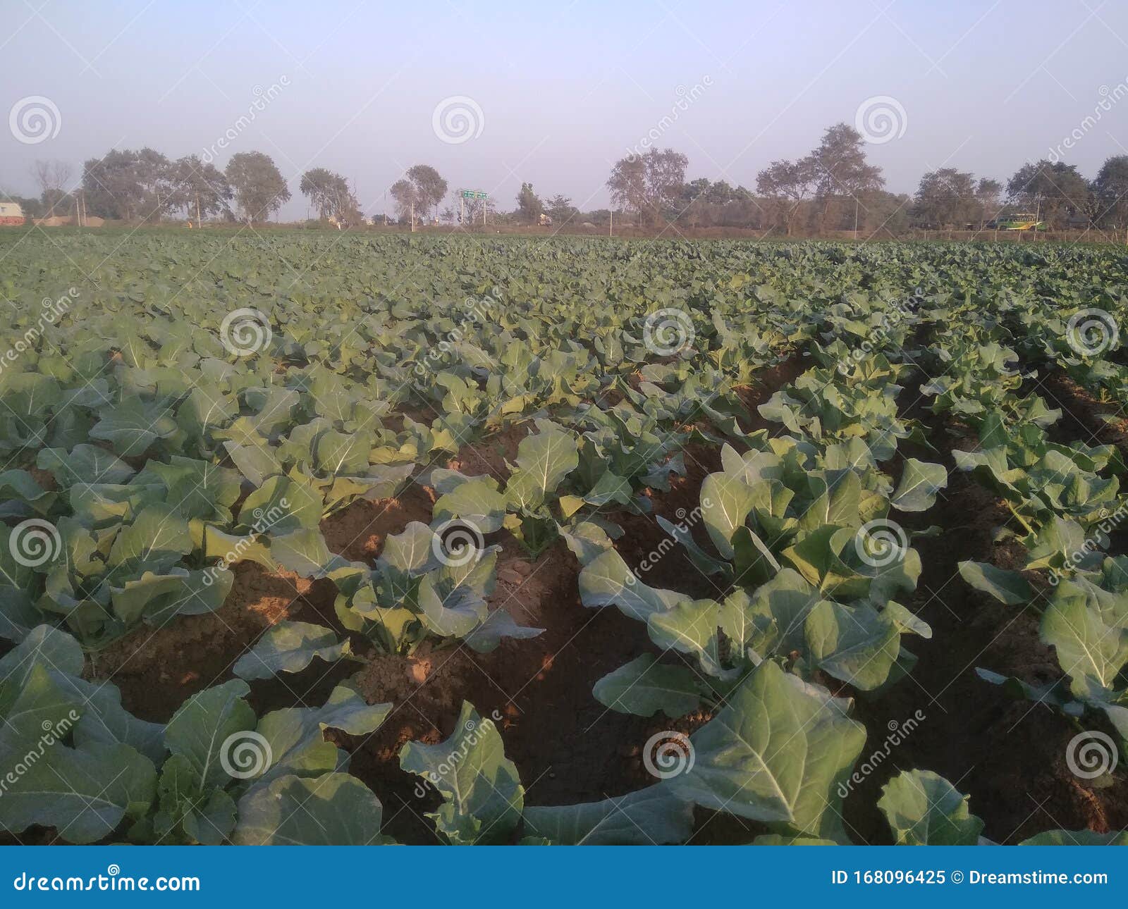 Cauliflower Tree in a Field in India Stock Image - Image of black ...
