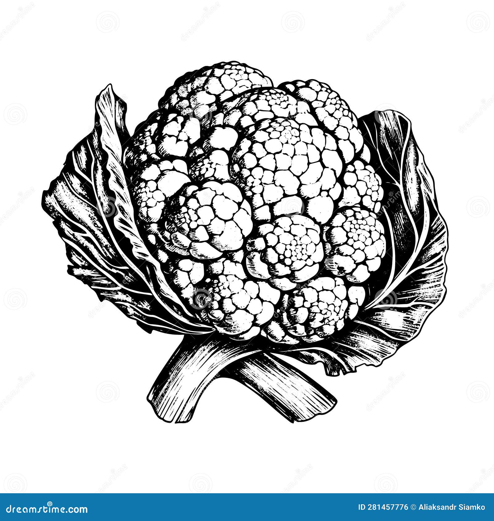 Cauliflower Vector Drawing. Isolated Hand Drawn Object, Engraved Style ...