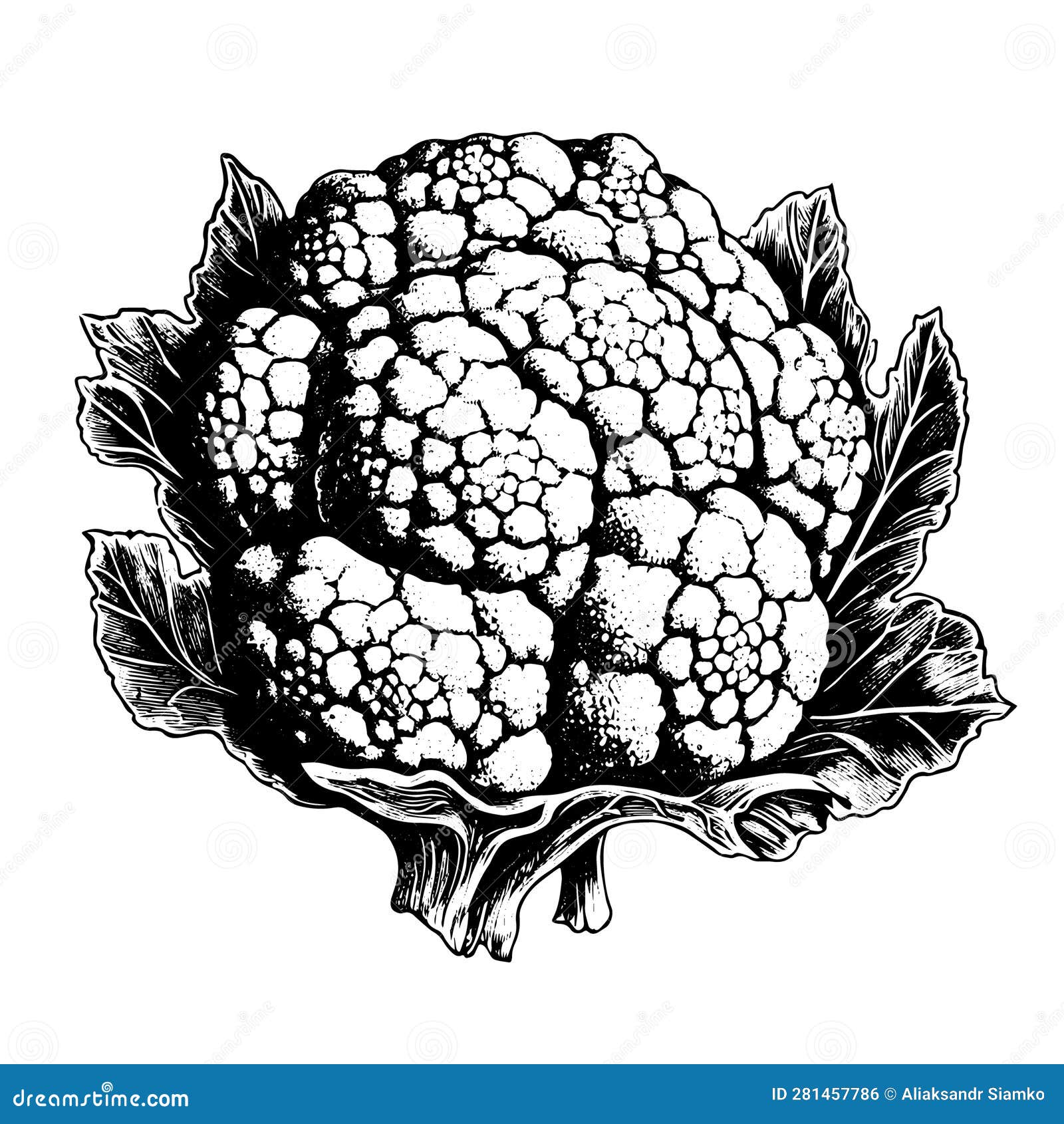Cauliflower Vector Drawing. Isolated Hand Drawn Object, Engraved Style ...