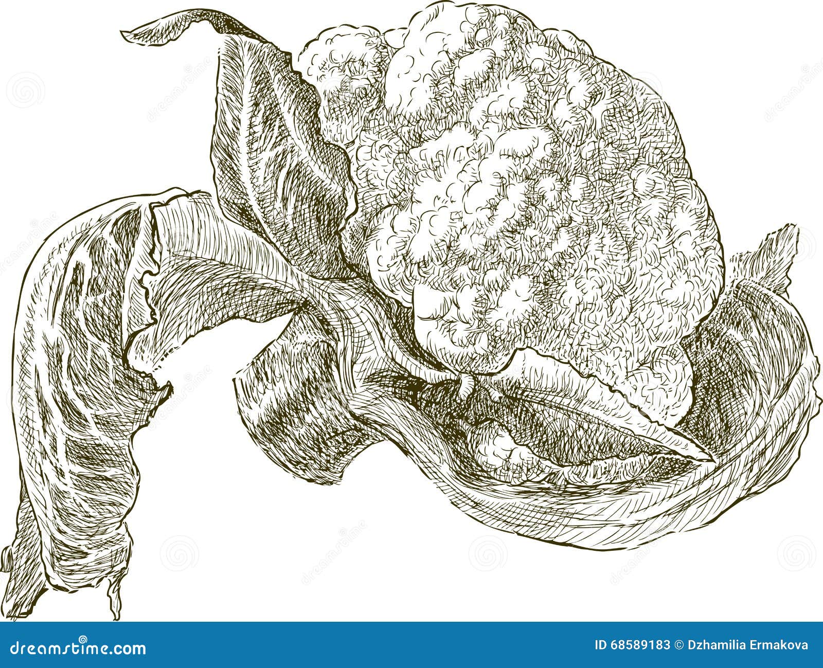 Sketch Cauliflower Stock Photos - Royalty Free Pictures