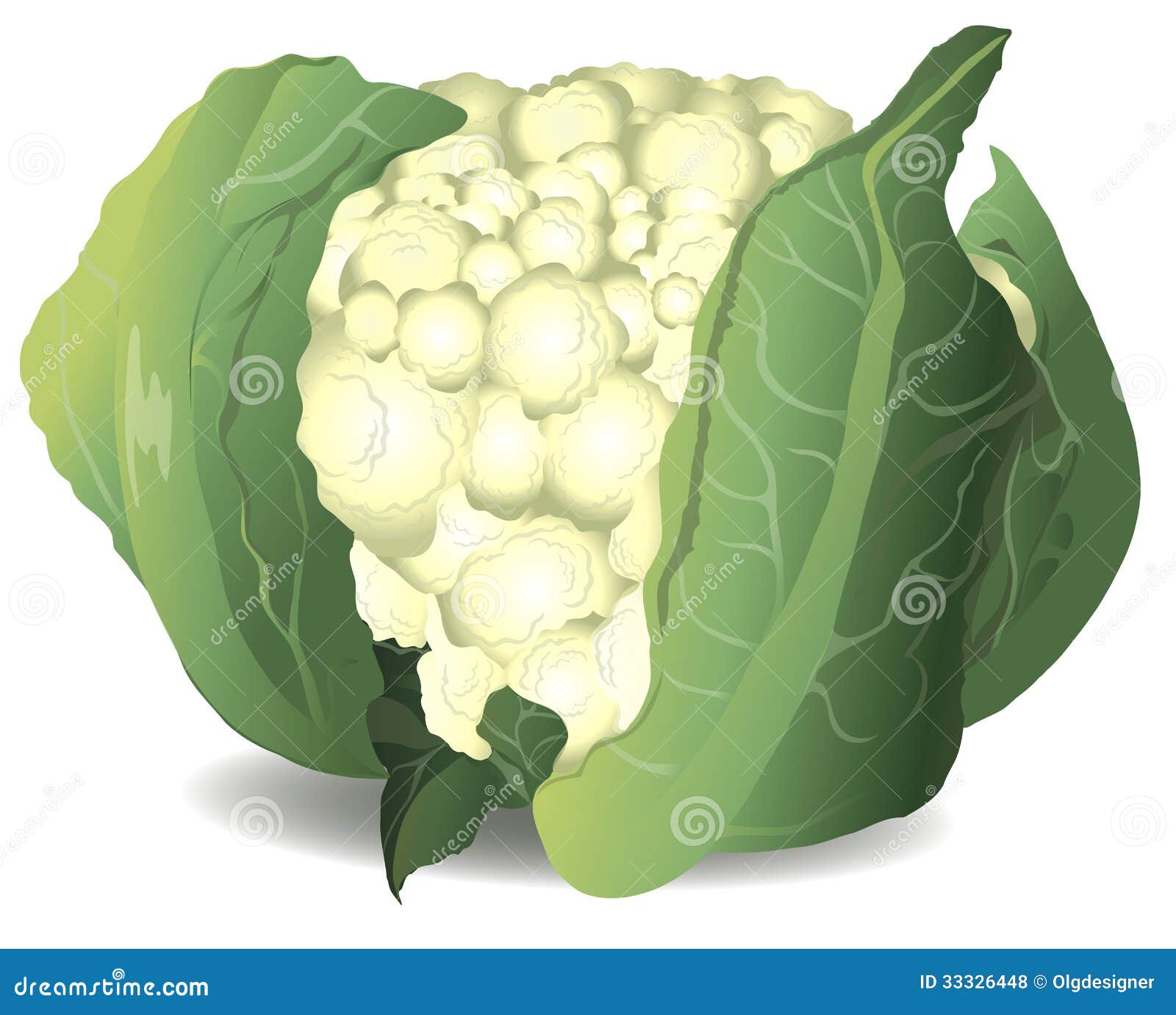 Cauliflower. Vector Illustration. Stock Vector - Illustration of ...