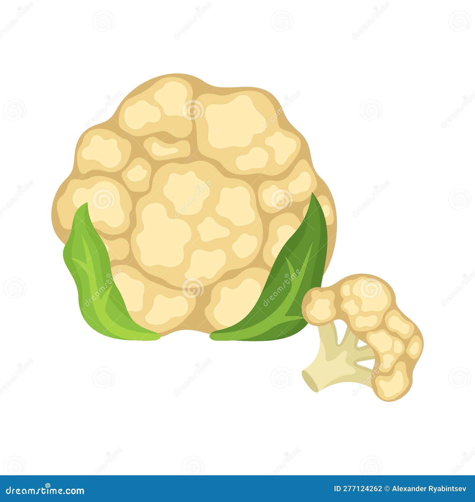 Cauliflower Vector Illustration. Vegetable on White Background. Stock ...