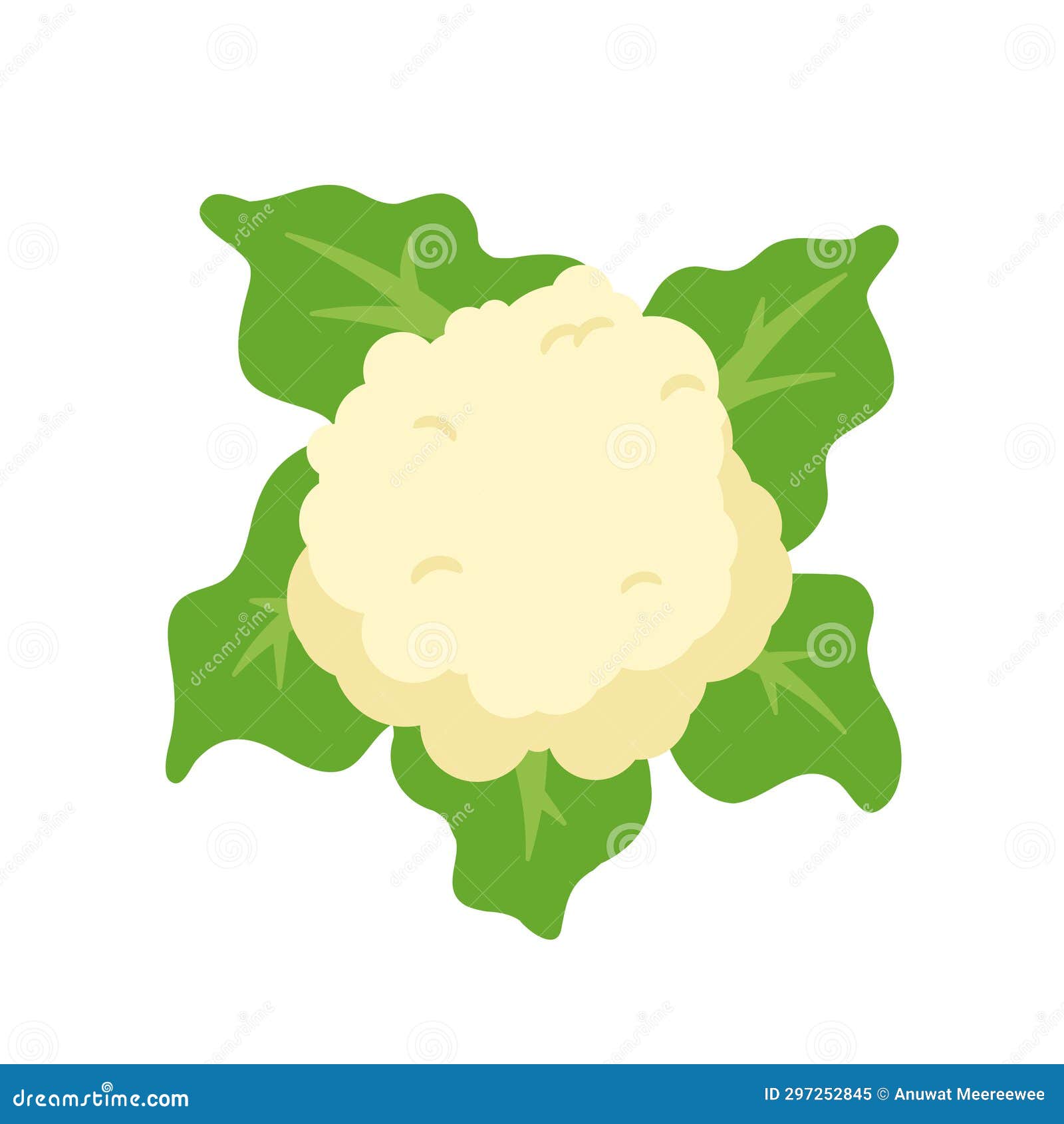 Cauliflower Vector. Vegetables for Healthy Cooking Stock Illustration ...