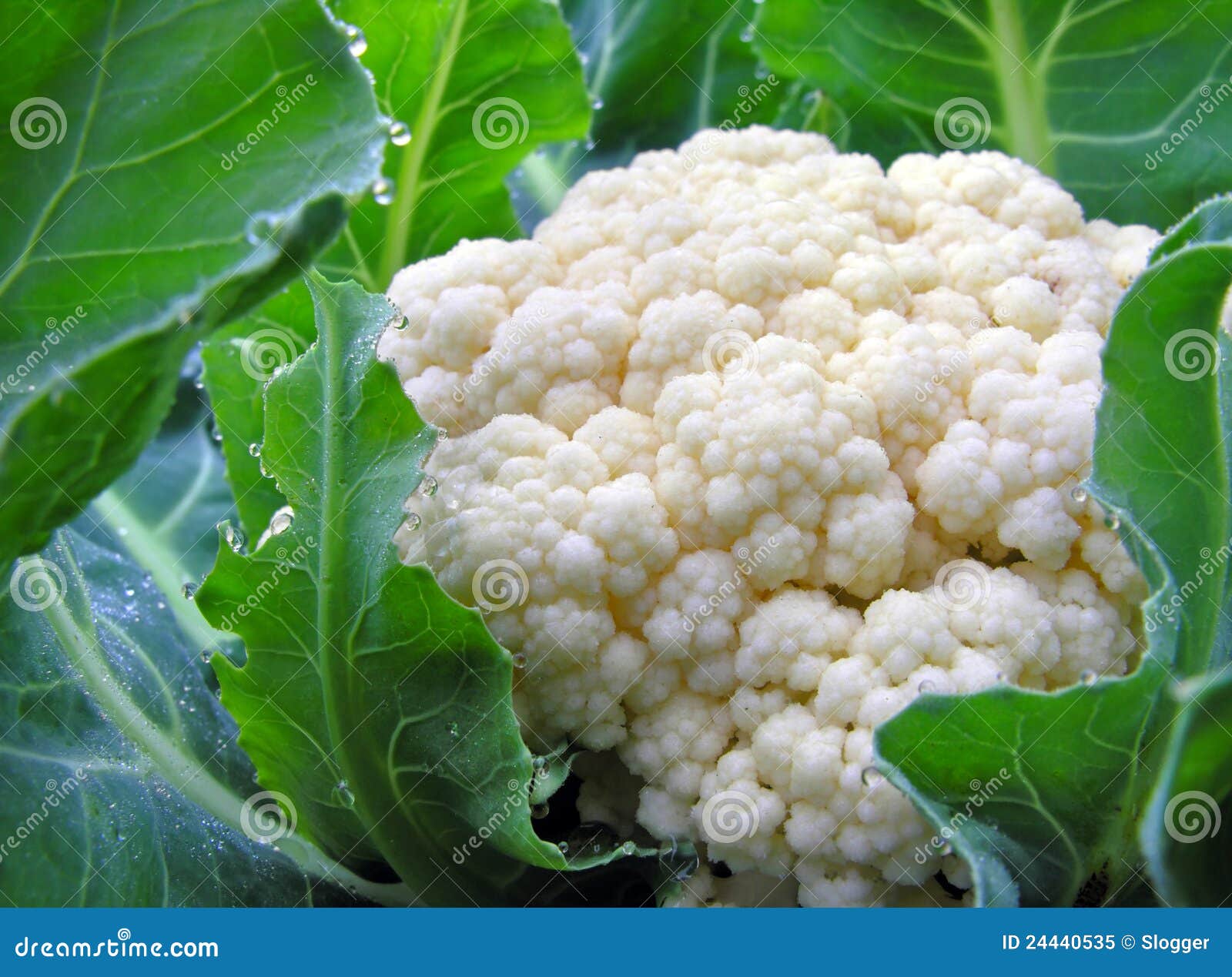 Cauliflower in the Vegetable Garden Stock Image - Image of green ...