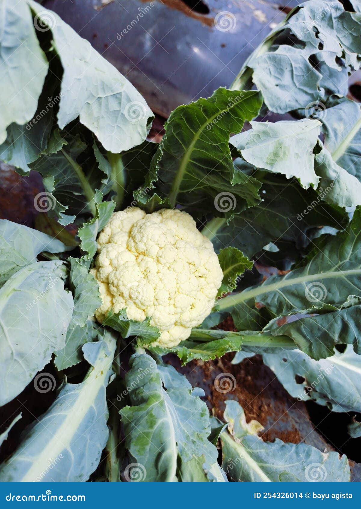 Cauliflower Vegetables in the Garden Stock Photo - Image of tree ...