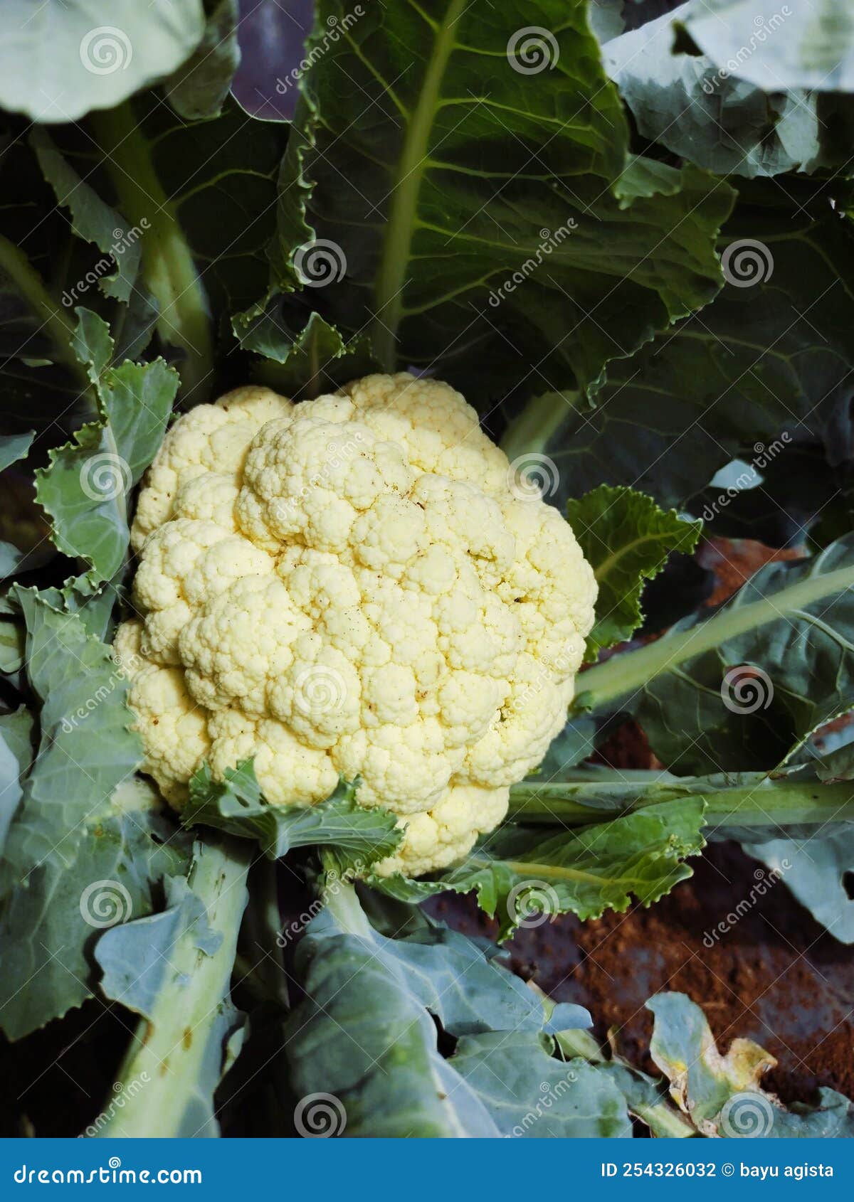 Cauliflower Vegetables in the Garden Stock Photo - Image of tree ...