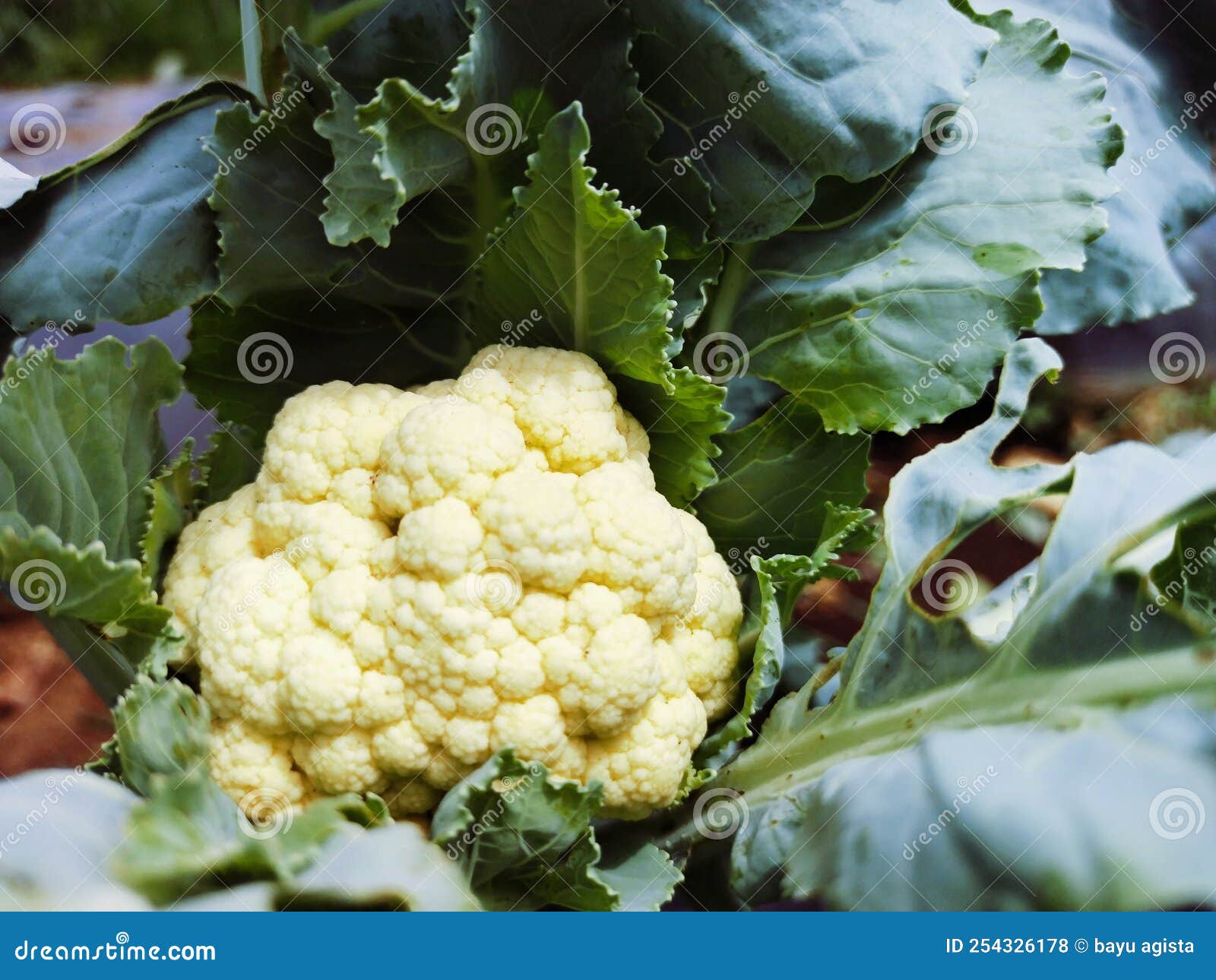 Cauliflower Vegetables in the Garden Stock Photo - Image of autumn ...
