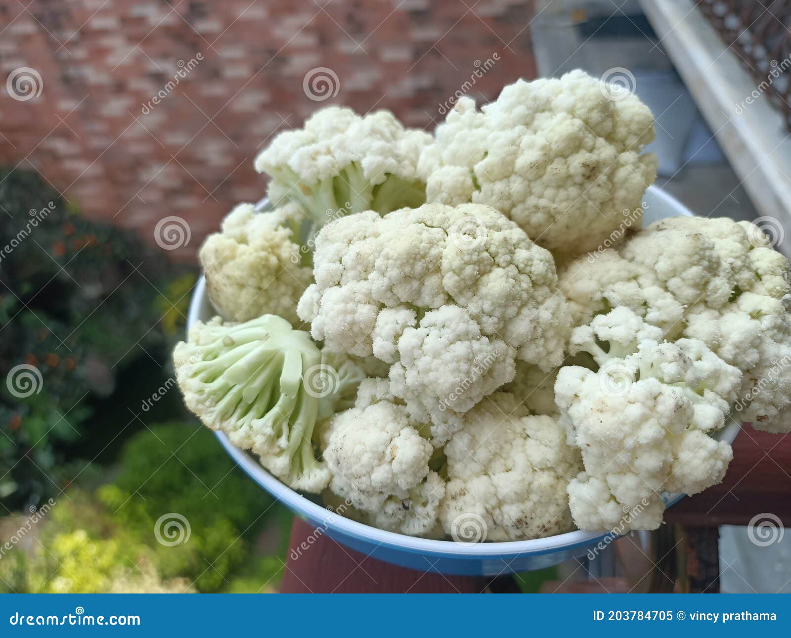Cauliflower for Your Rice Substitute Stock Image - Image of lunch, herb ...