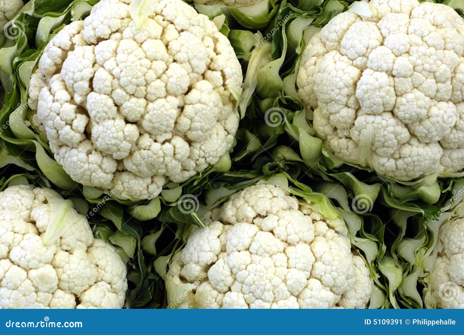 Cauliflowers stock image. Image of plant, lifestyle, food - 5109391