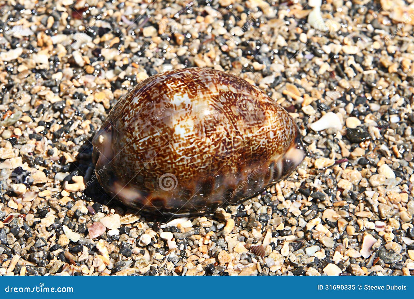 Cauri Del Arabica, Vista Lateral Imagen de archivo - Imagen de animal ...