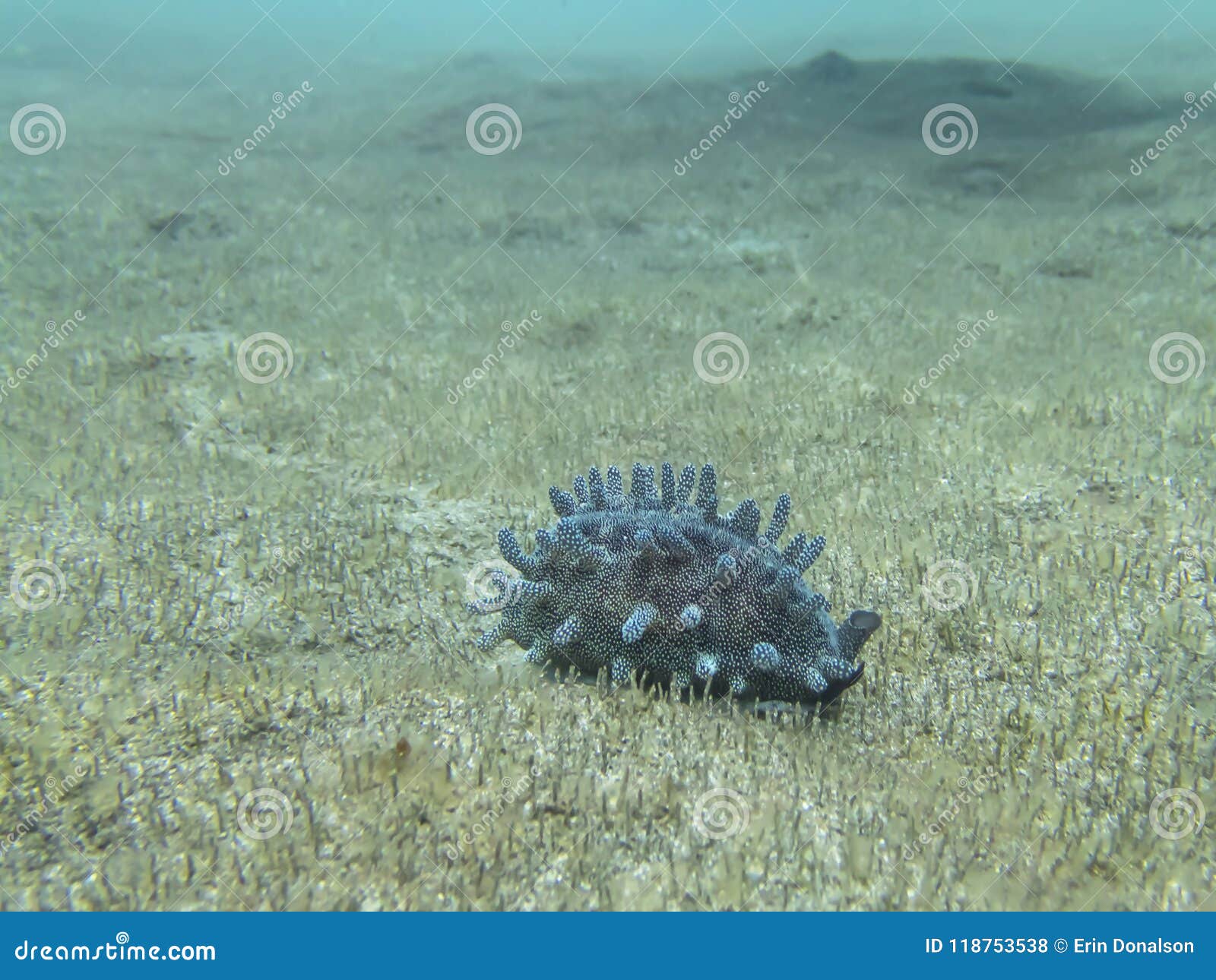 Cauri Simple Shell Moving Across Ocean Floor Photo stock - Image du ...
