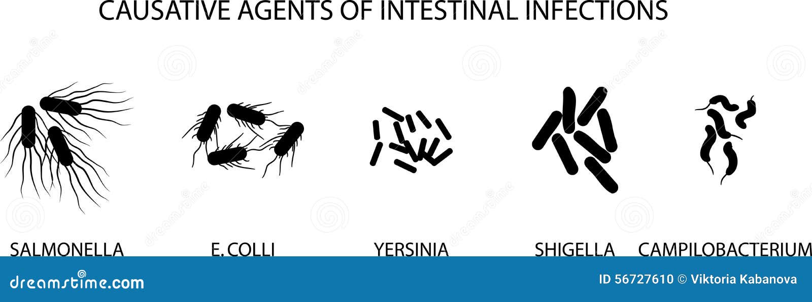 CAUSATIVE AGENTS of ACUTE INTESTINAL INFECTIONS Stock Vector ...